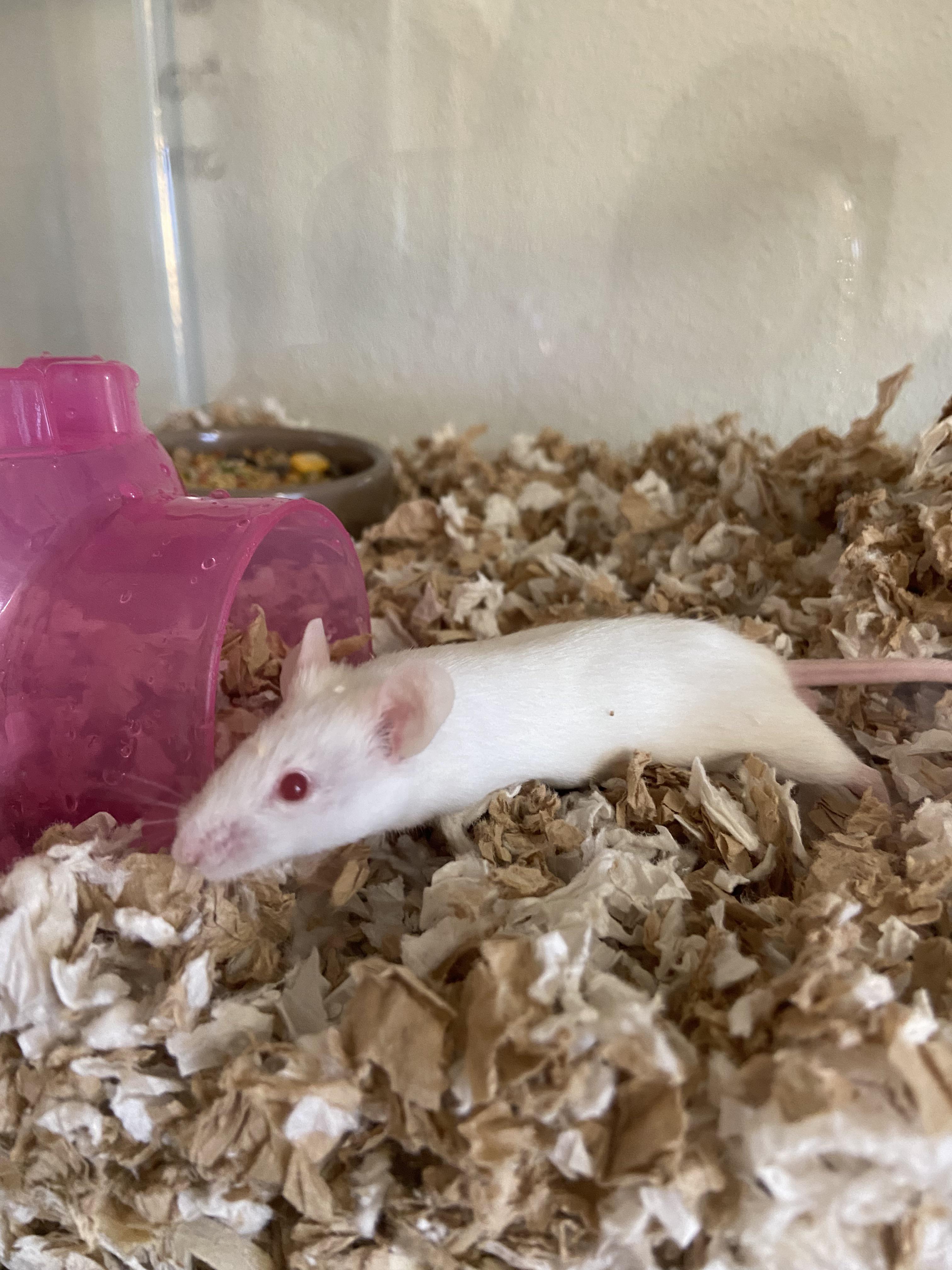 Long mouse | Scrolller