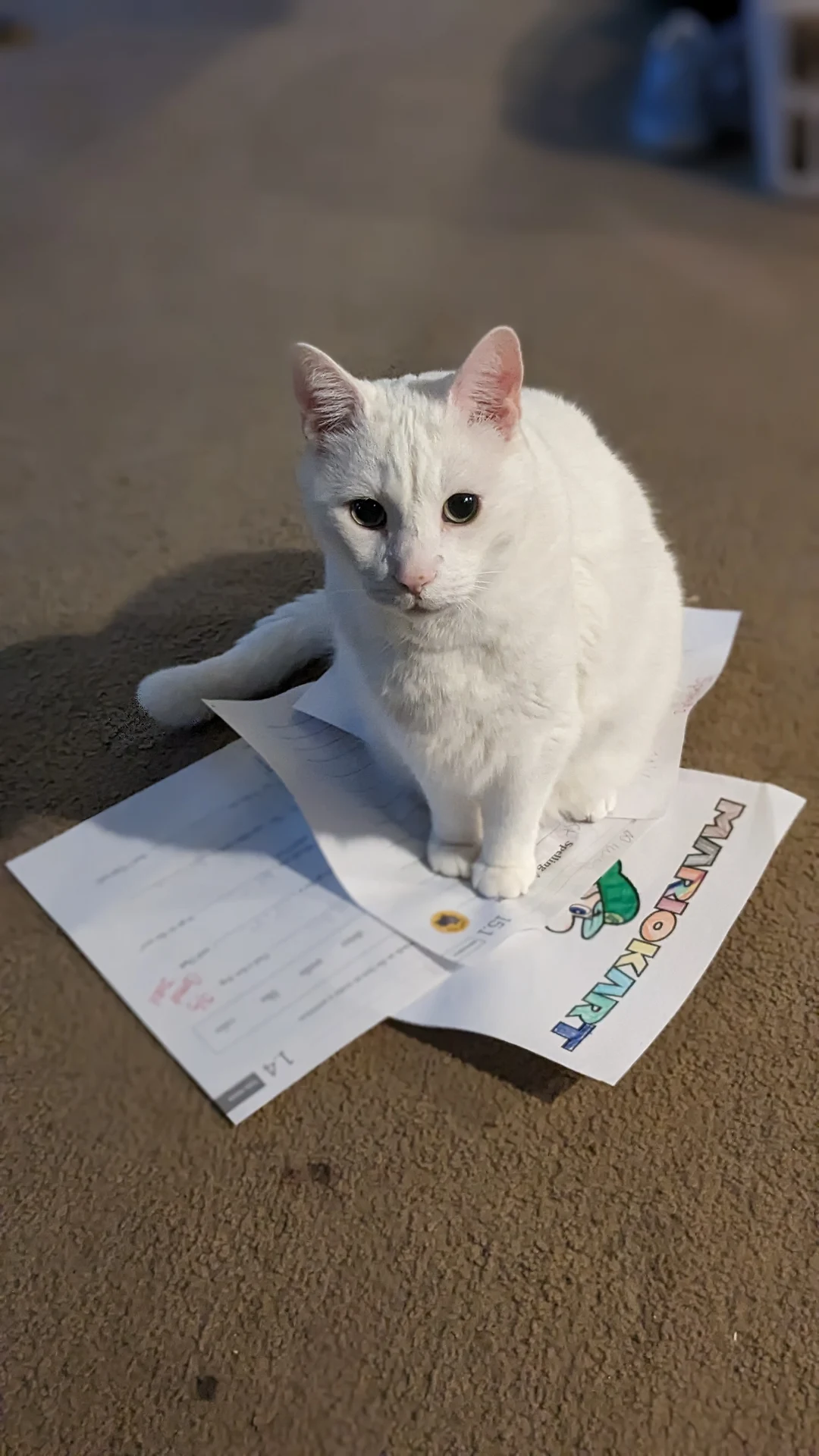 Schoolwork trap | Scrolller