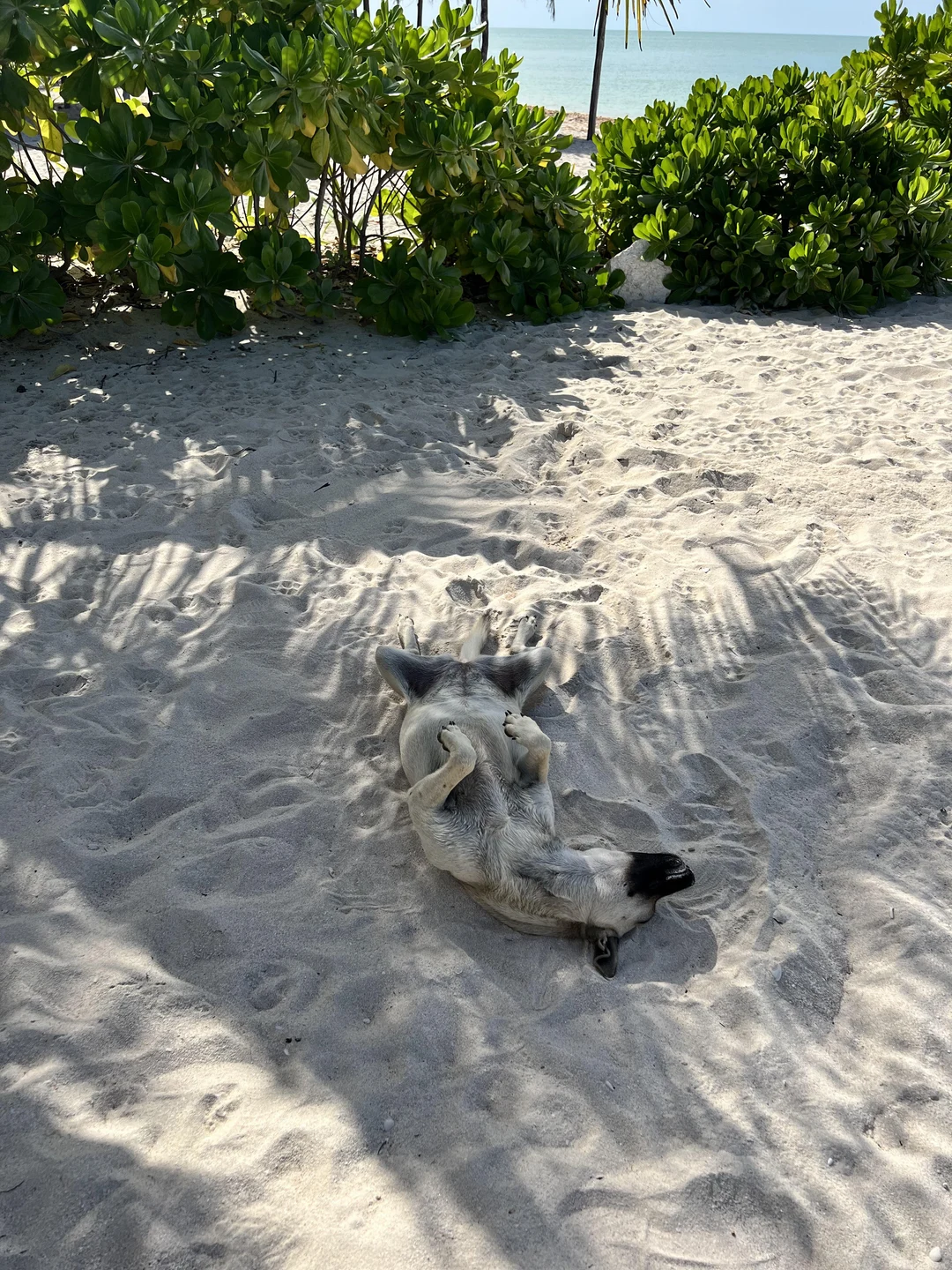 Sunbathing | Scrolller