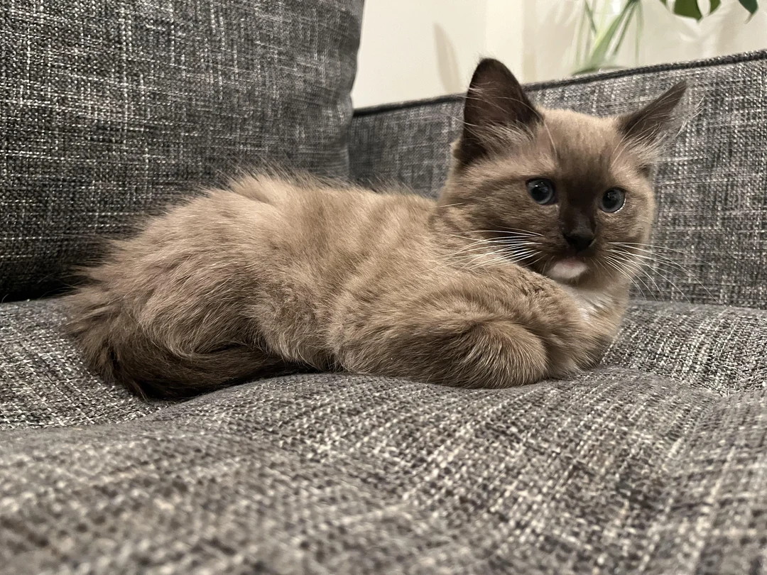 Toasted Mini Loaf | Scrolller