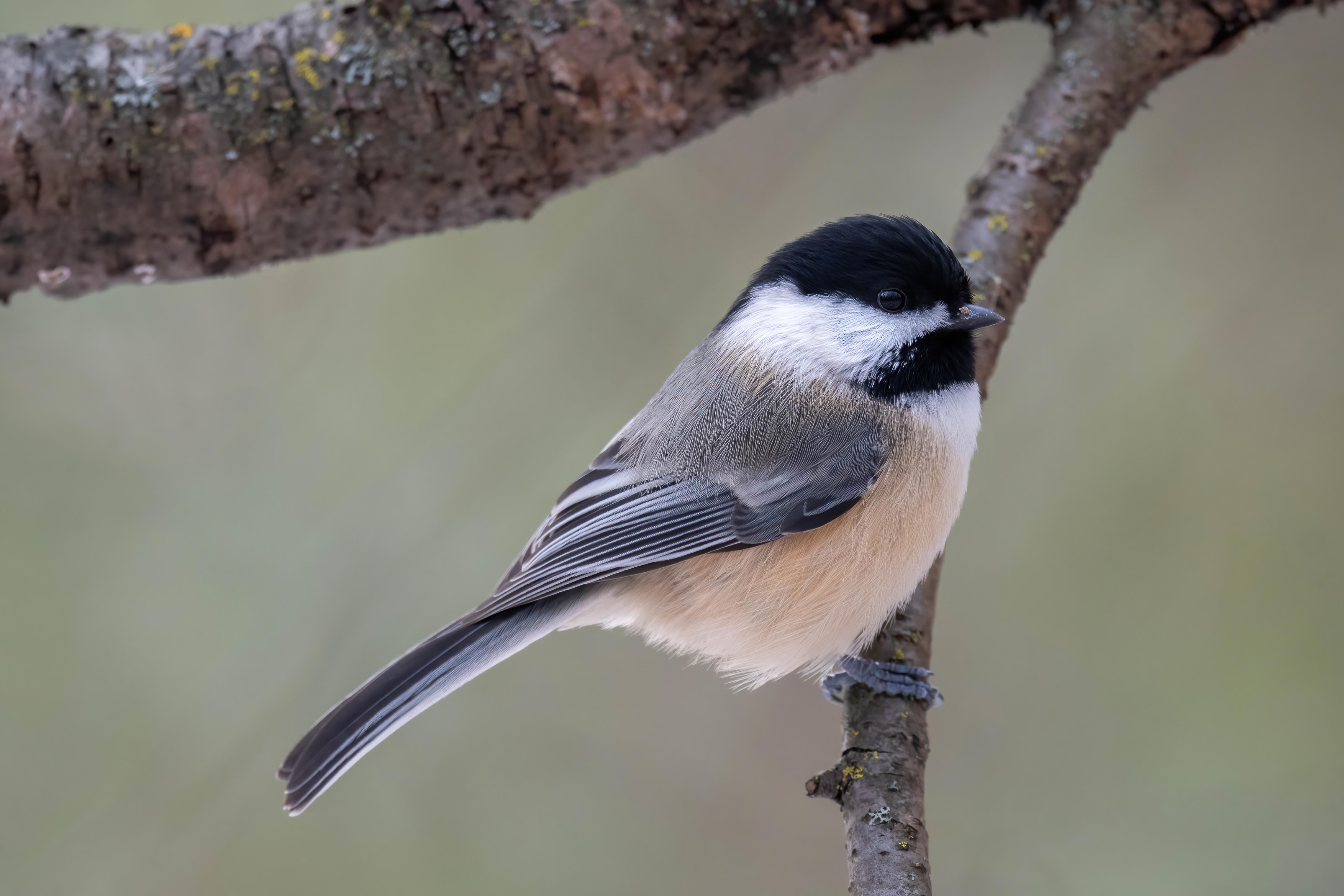 Black-capped Chickadee. | Scrolller