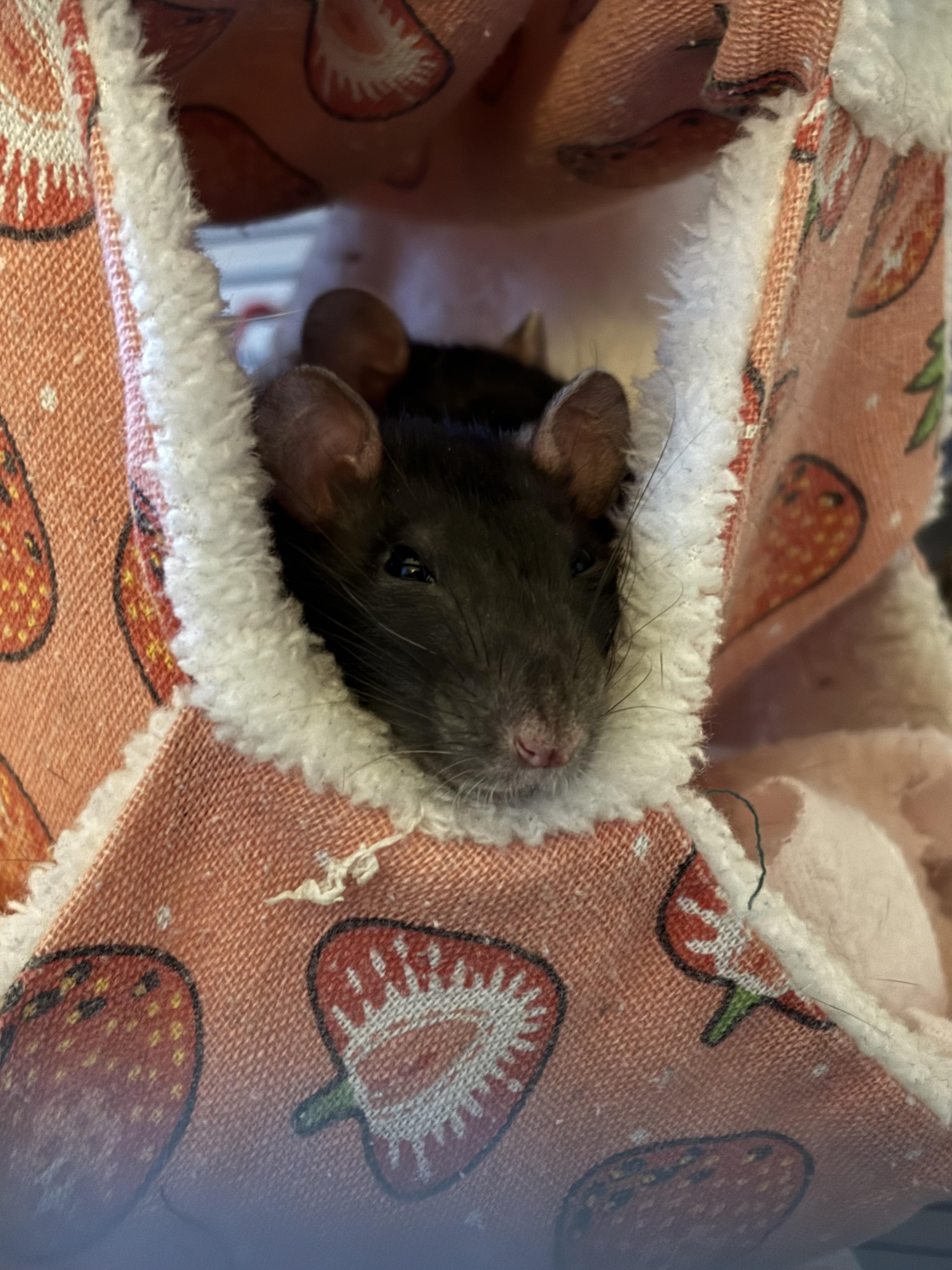 sleepy baby | Scrolller