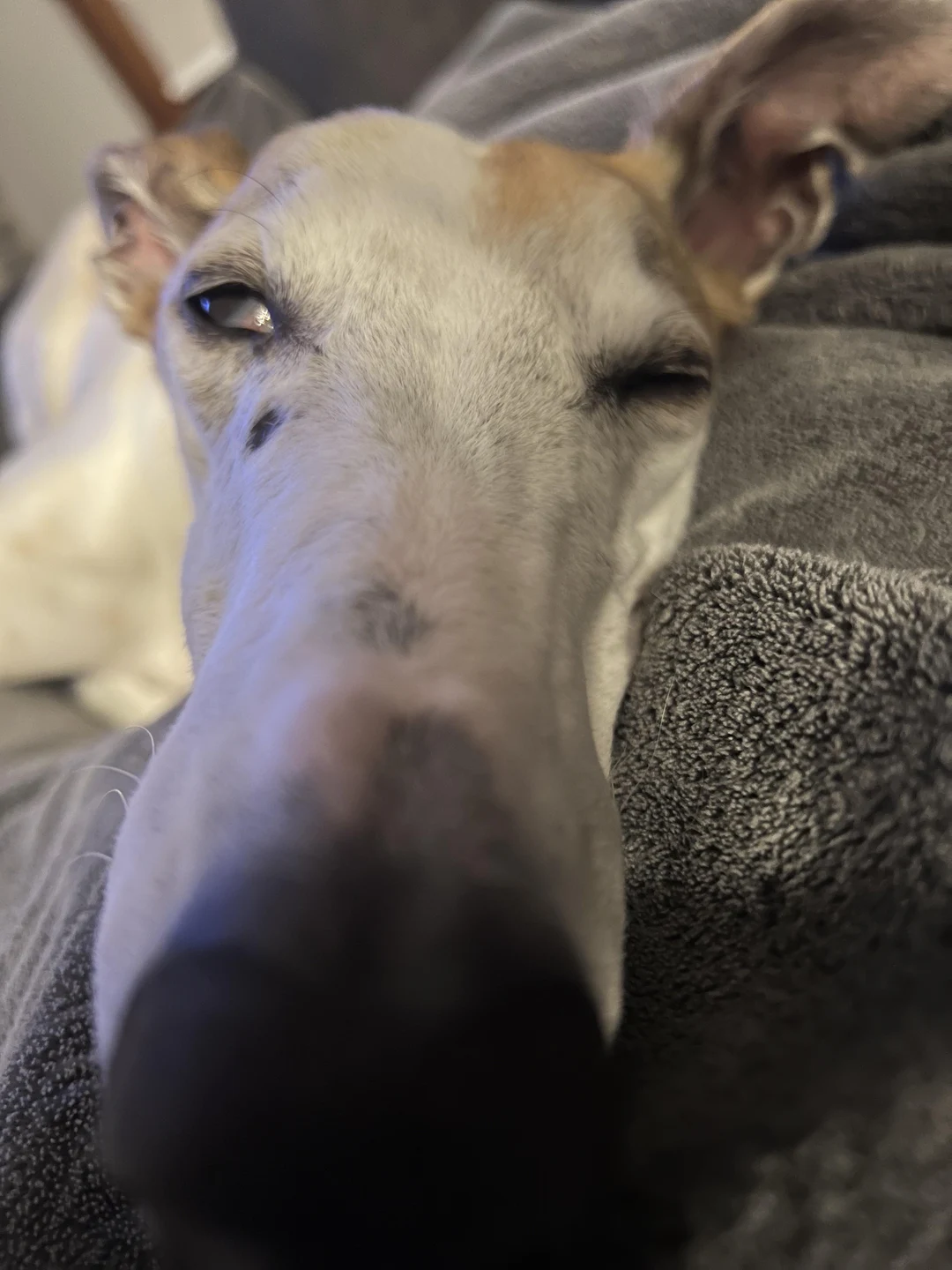 Long Zombie Snoot | Scrolller