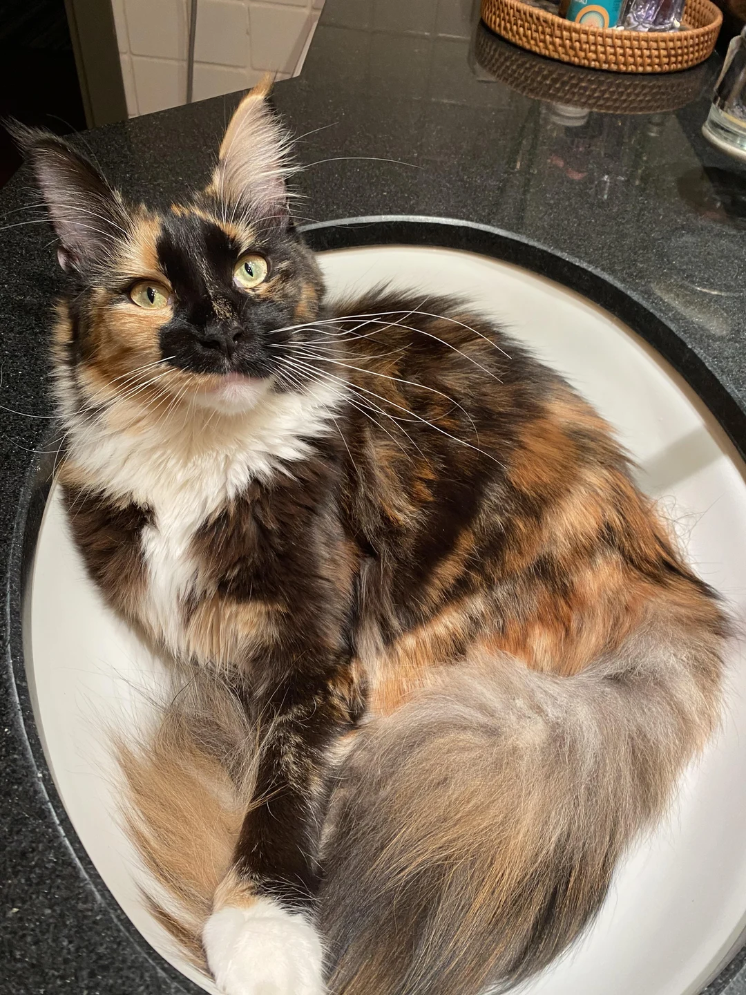 My purring machine, Ottavia | Scrolller