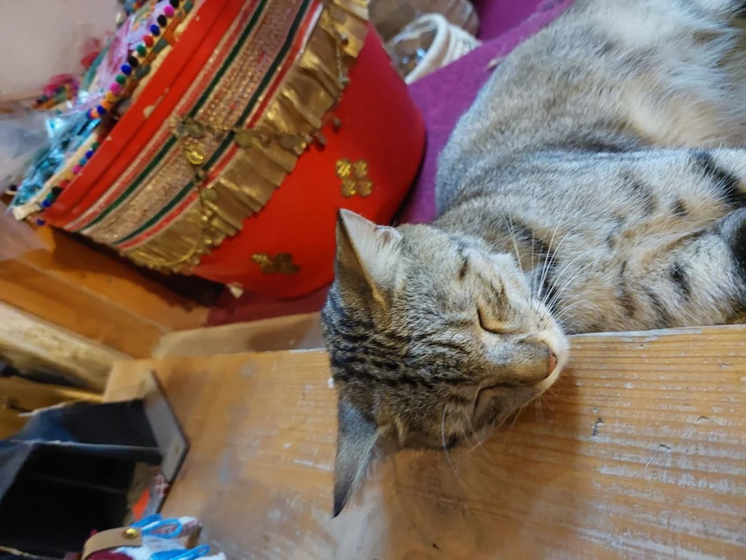 Sleeping stray cat | Scrolller