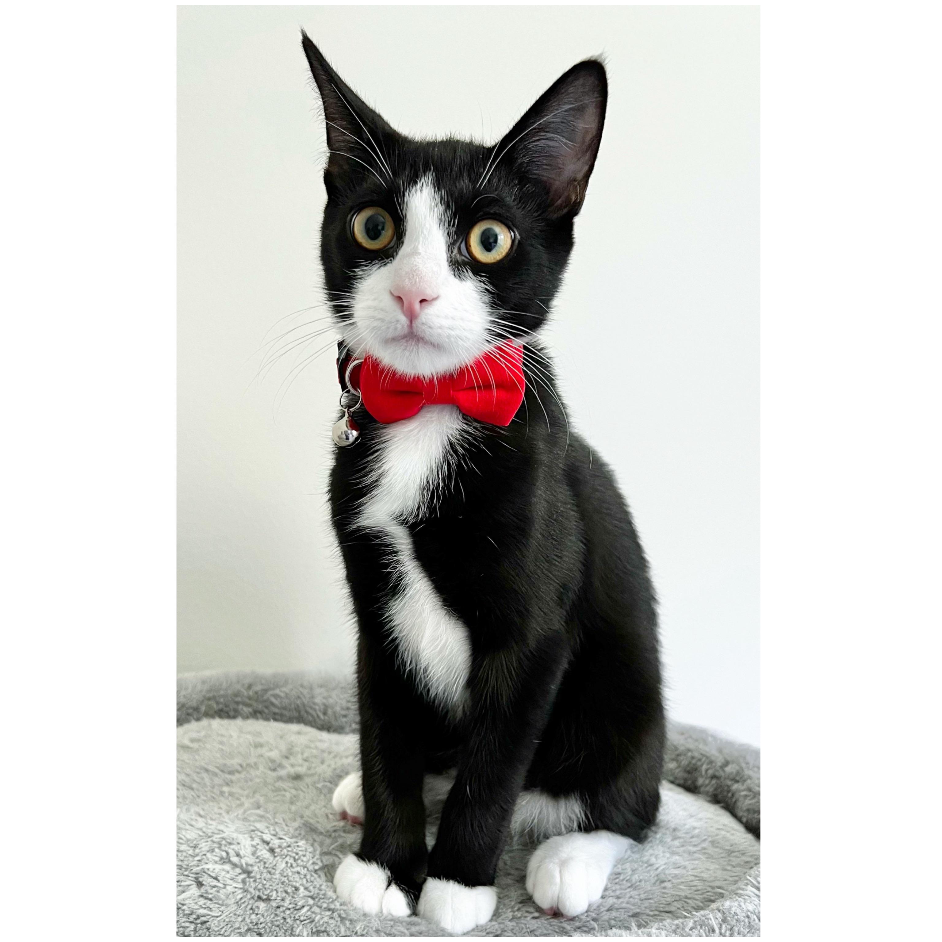 I have the most beautiful tuxedo I’ve ever seen | Scrolller
