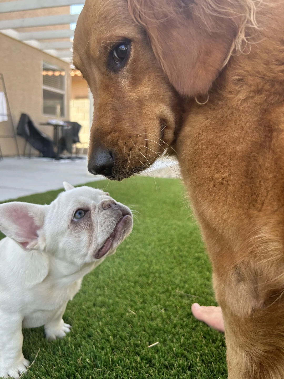 Frenchie community loved this. So thought I’d share the love - my new frenchie pup with her big ...