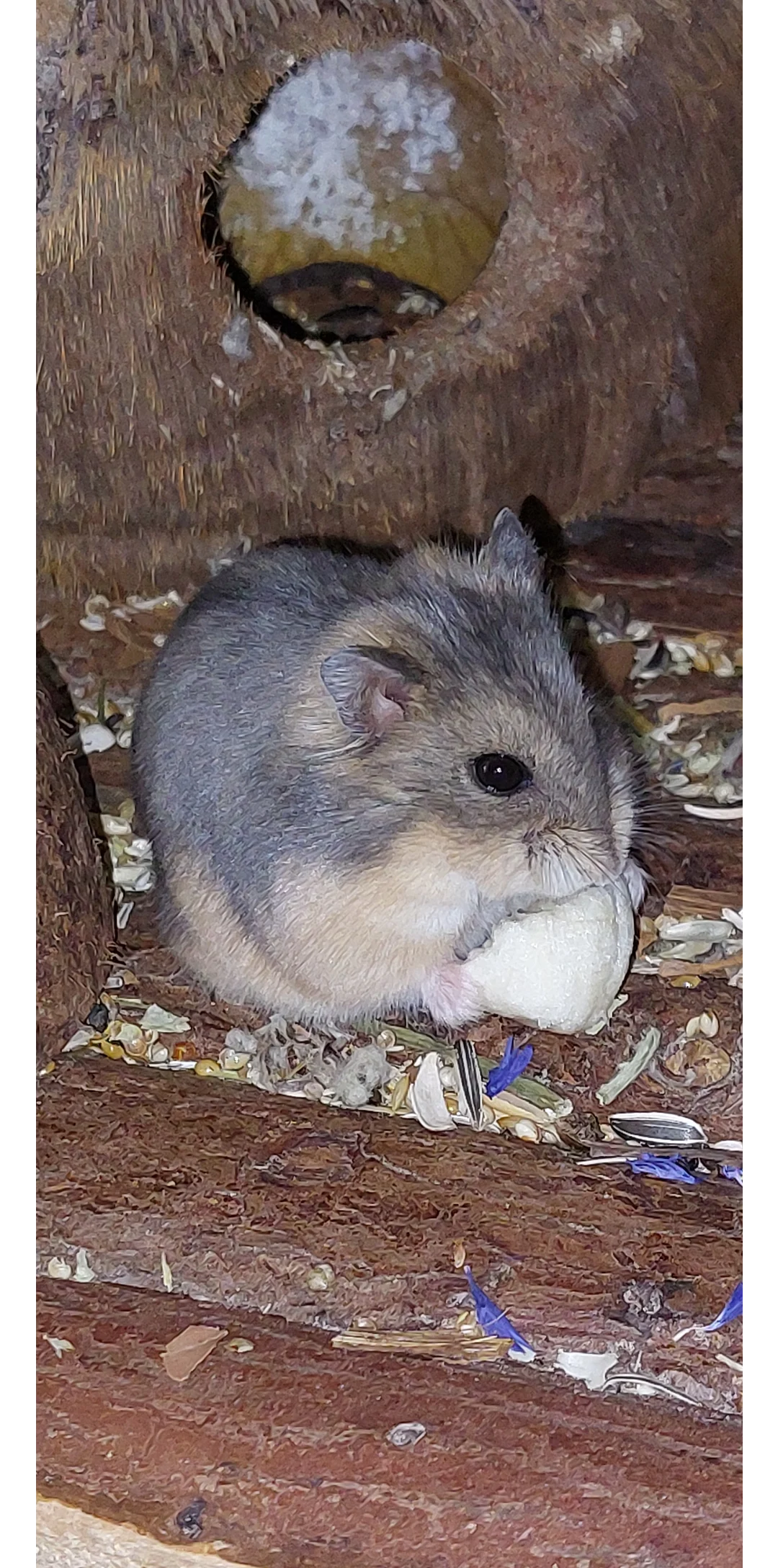 Tiniest hamster I've ever owned | Scrolller