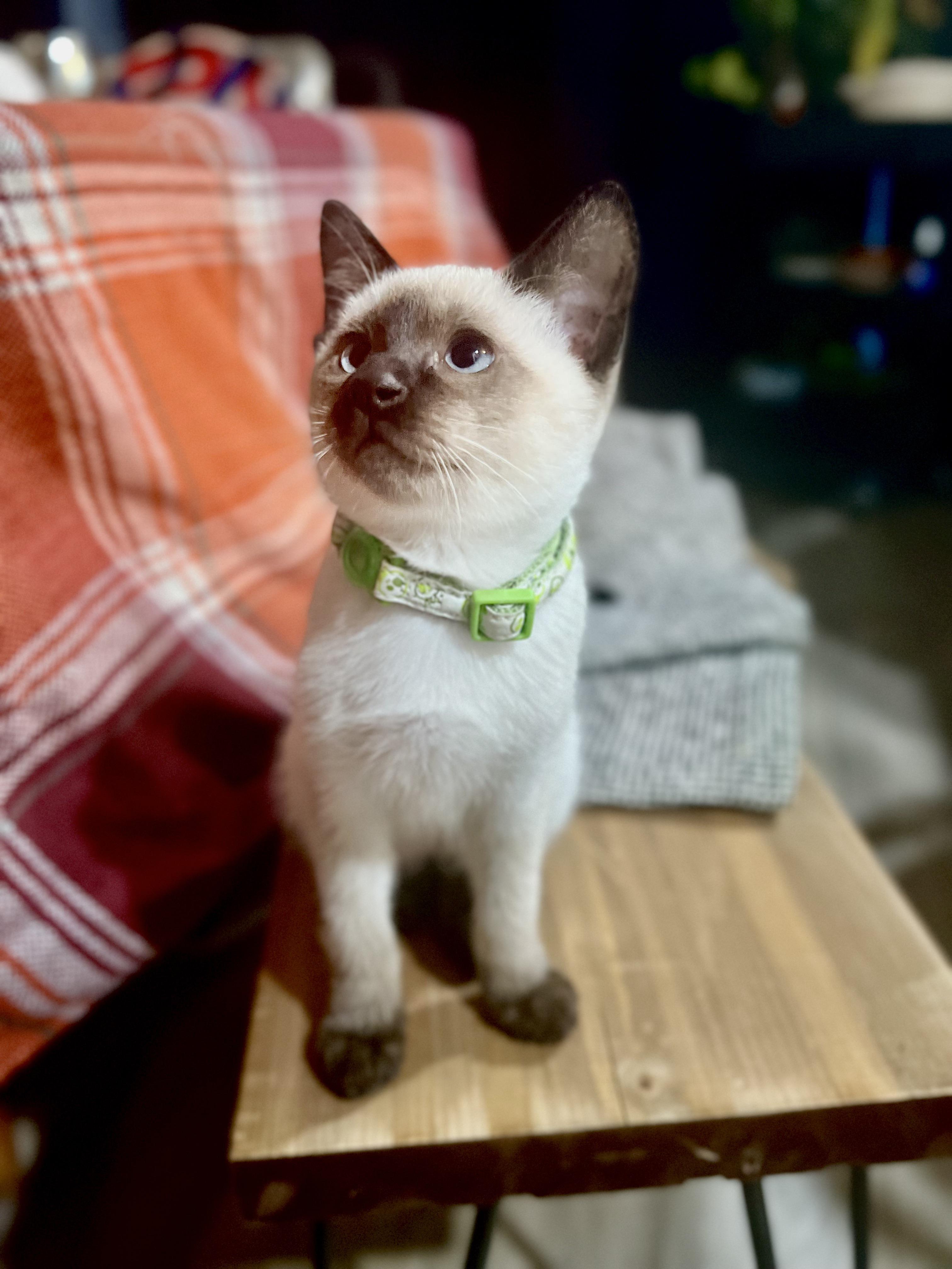 My recently adopted Siamese smol | Scrolller