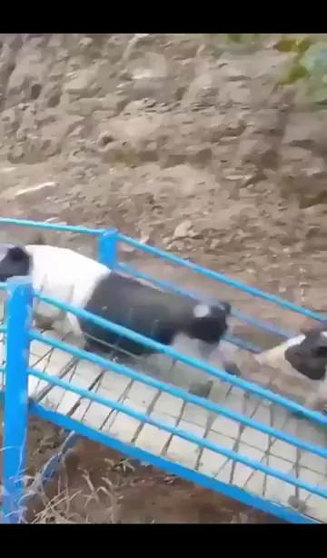 That'll do, pig. | Scrolller