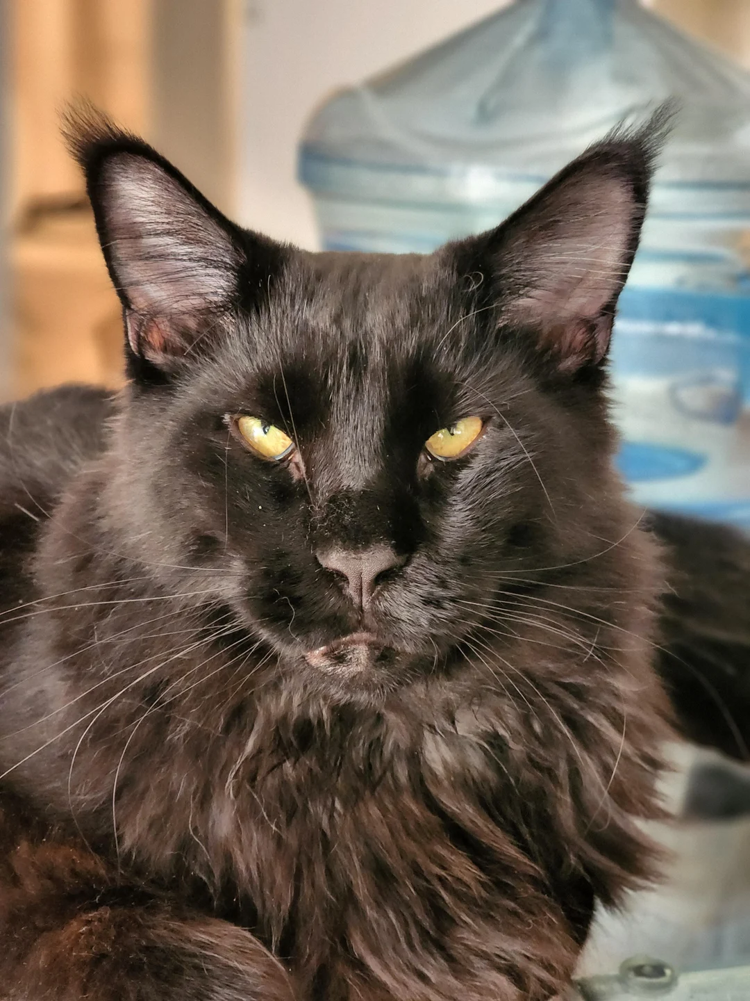 Such grumpy looks 🤭 | Scrolller