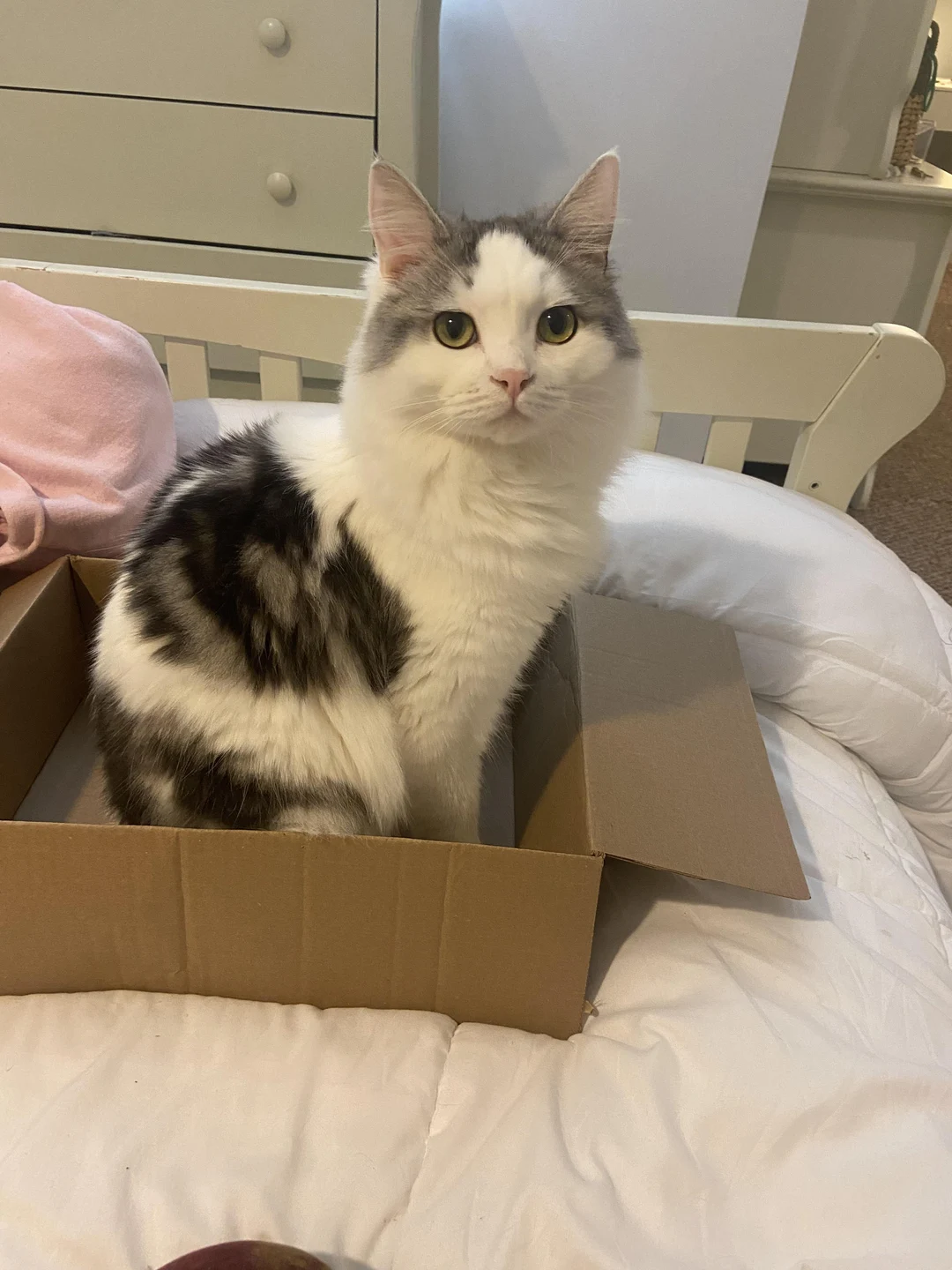 Mochi in a box | Scrolller