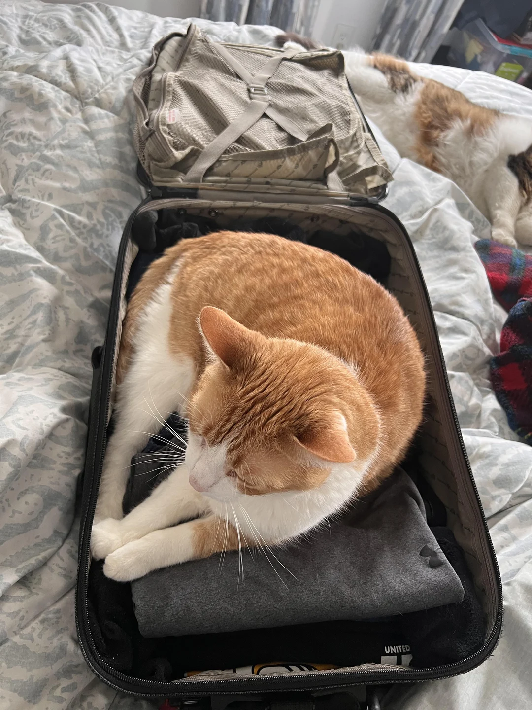 Open Suitcase Trap | Scrolller