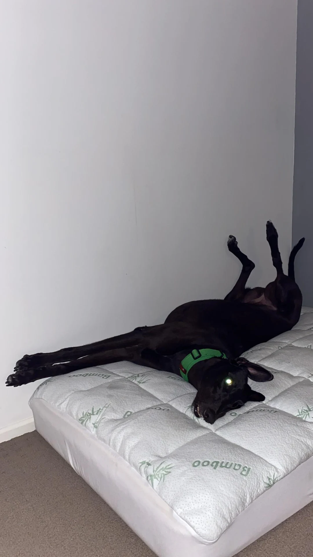 How is this comfortable?! | Scrolller