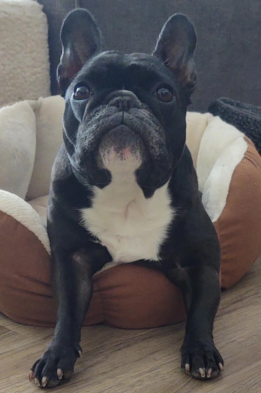 Hi! It's Millie comin' at ya! | Scrolller