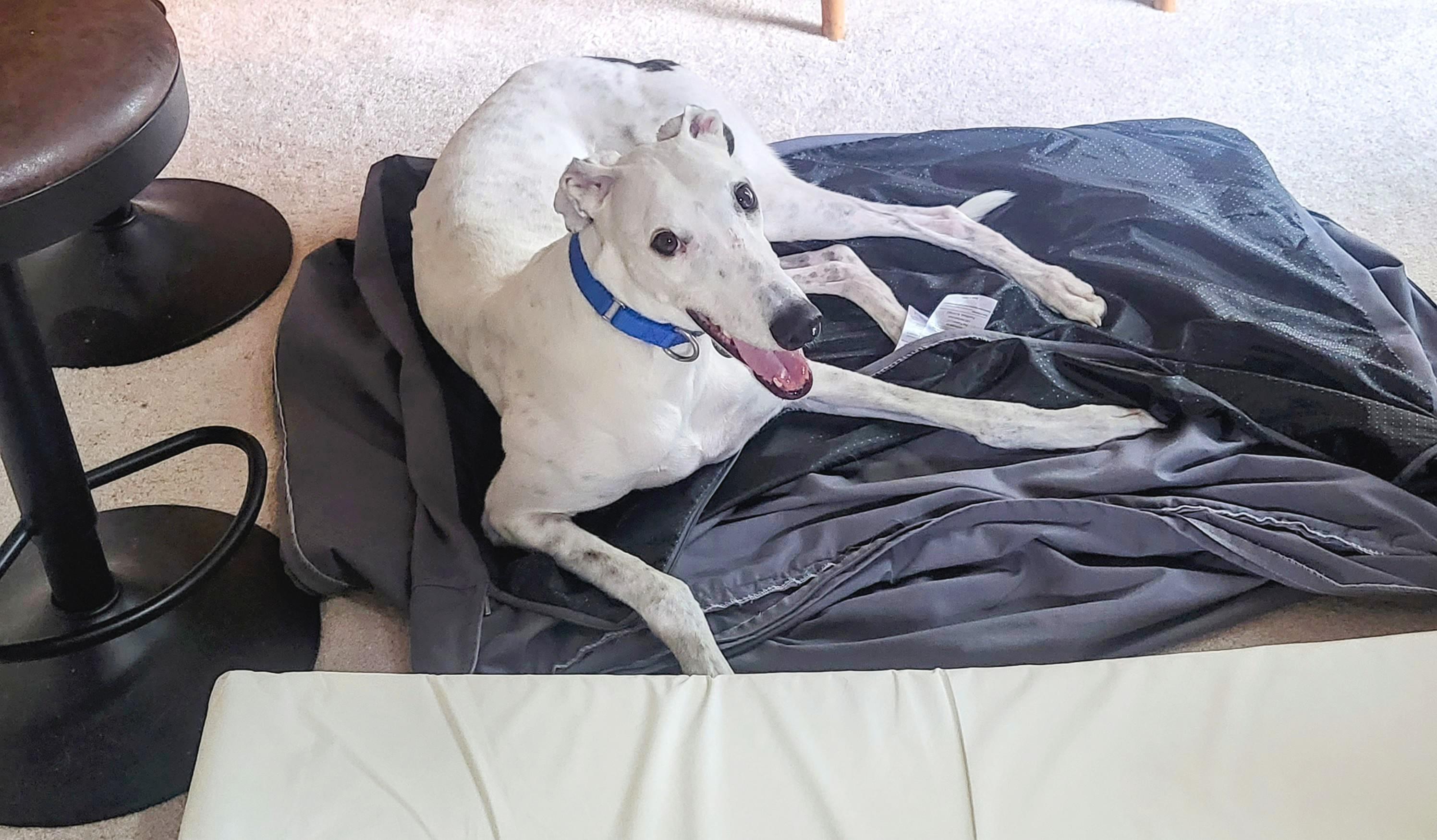 Discover more like Greyhounds: Appreciation post for my boy. and Related Content | Scrolller