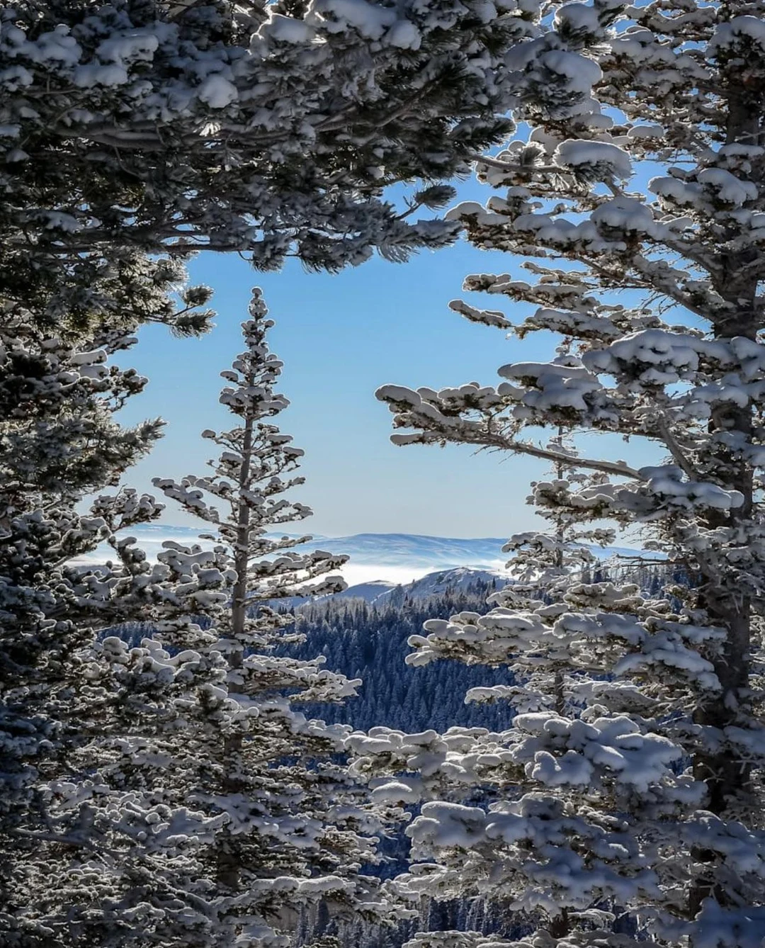 WINTER EVERGREEN [OC] [6000x4000] An image I took from the top of a mountain in Vail. | Scrolller