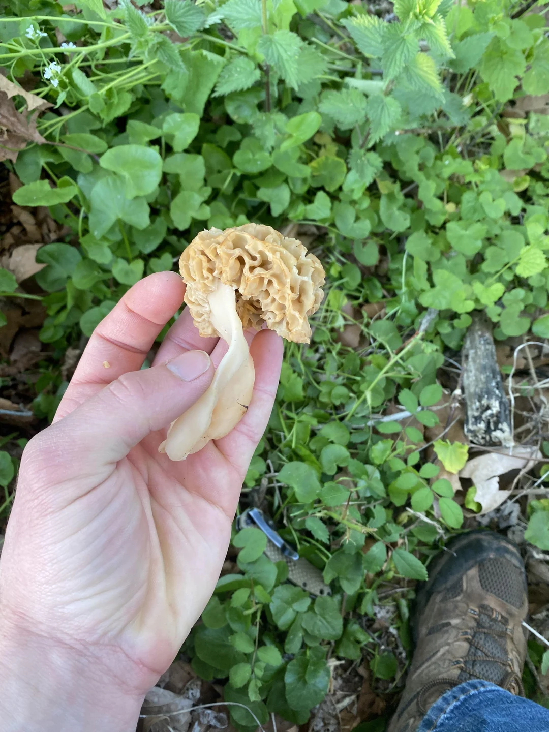 Tasty Scrolller