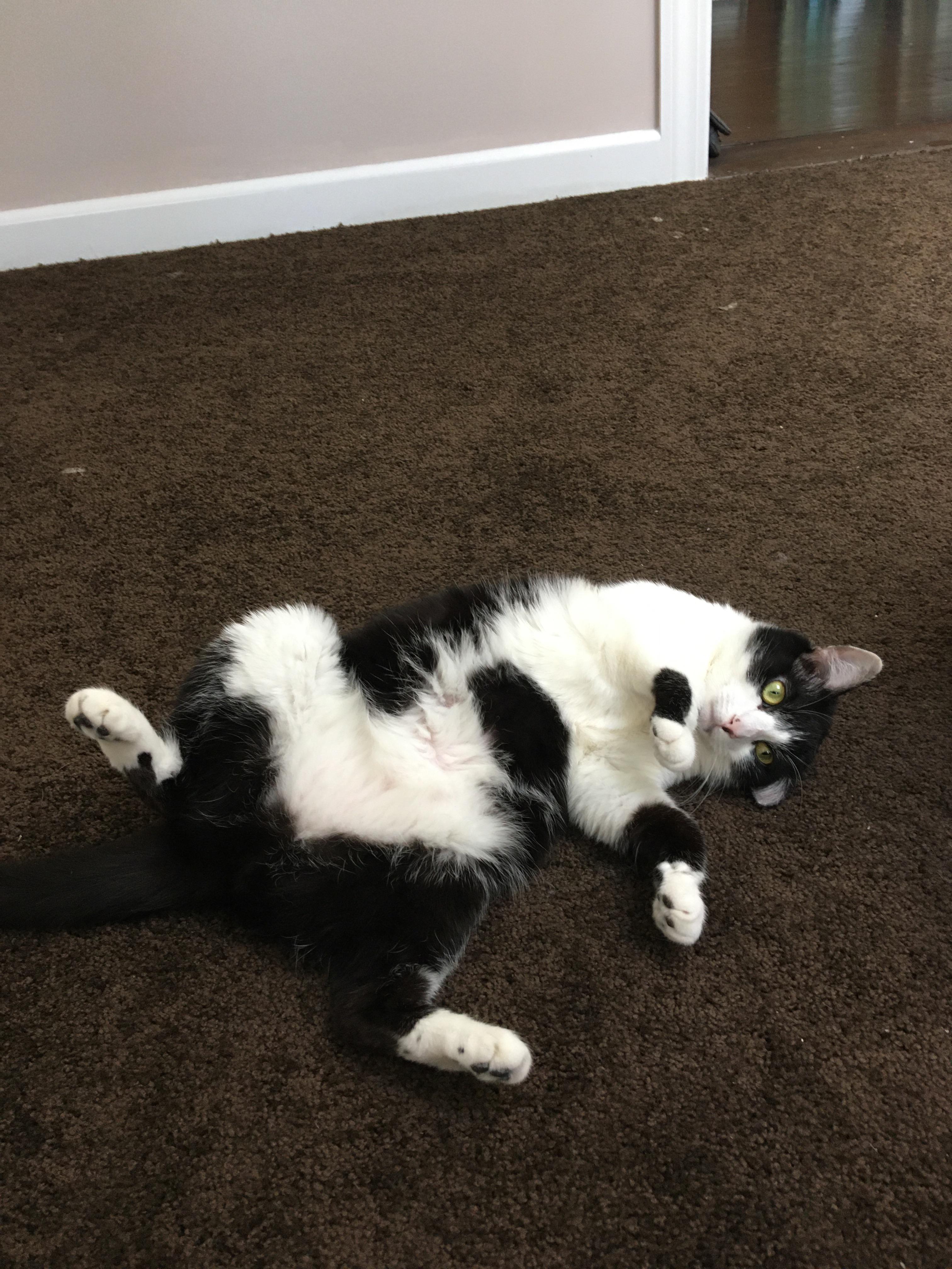 Penelope Gertrude (aka Penny) | Scrolller