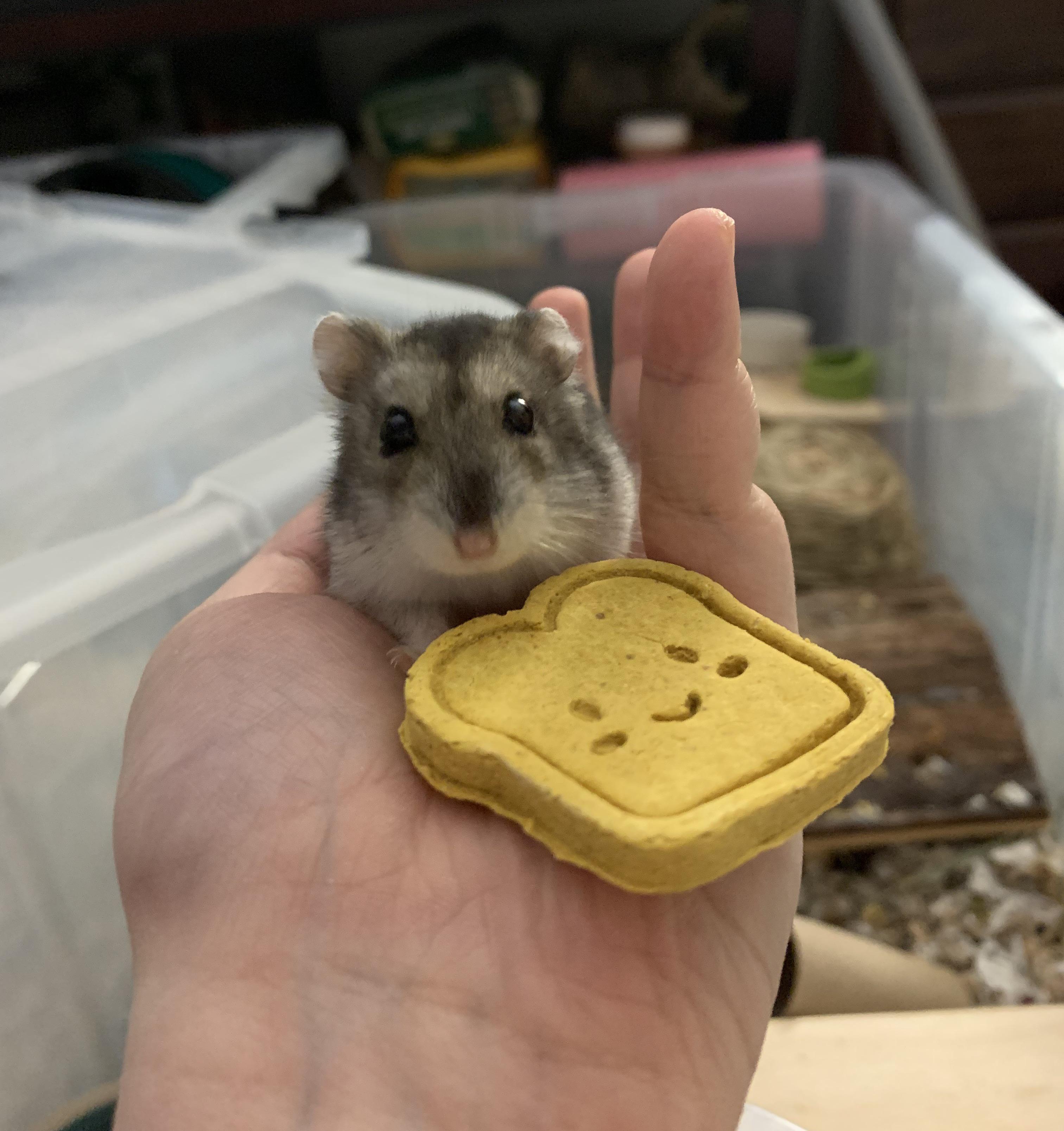 Tulip looking very polite 🌷 | Scrolller