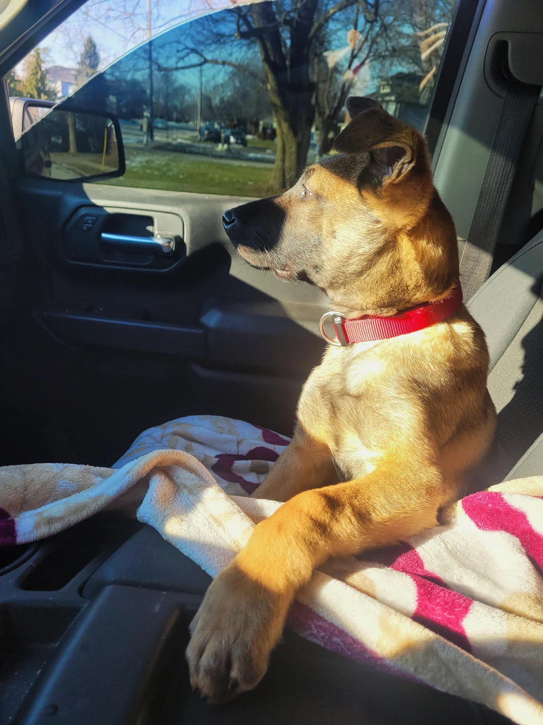 Blix , my co driver 🐶🐾 | Scrolller