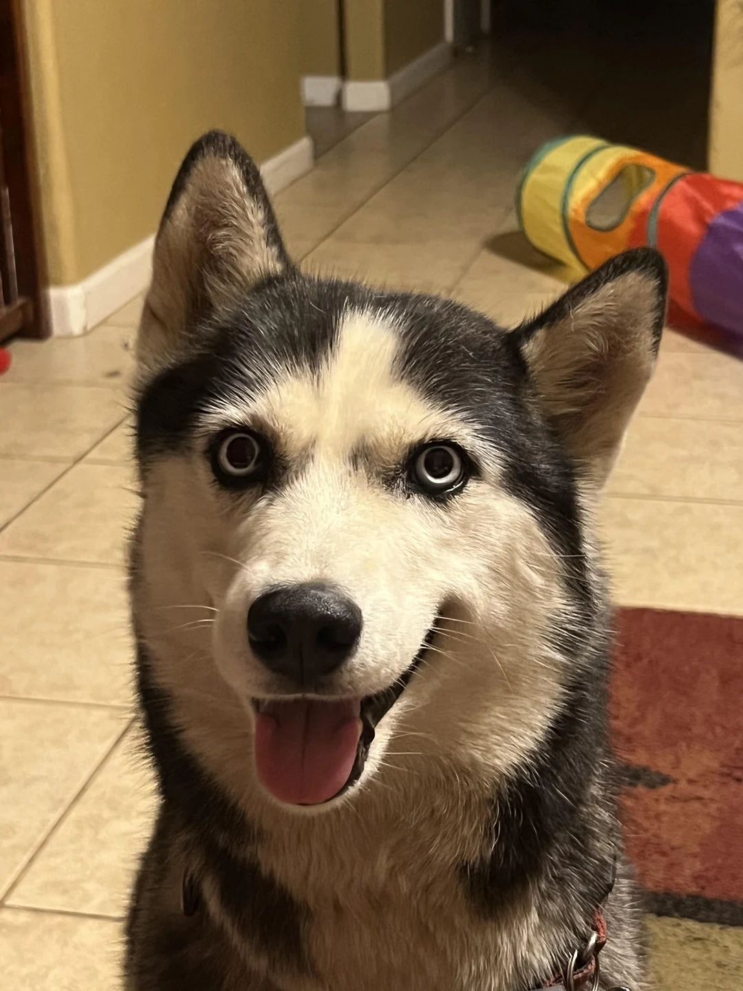 Wonky Ear | Scrolller