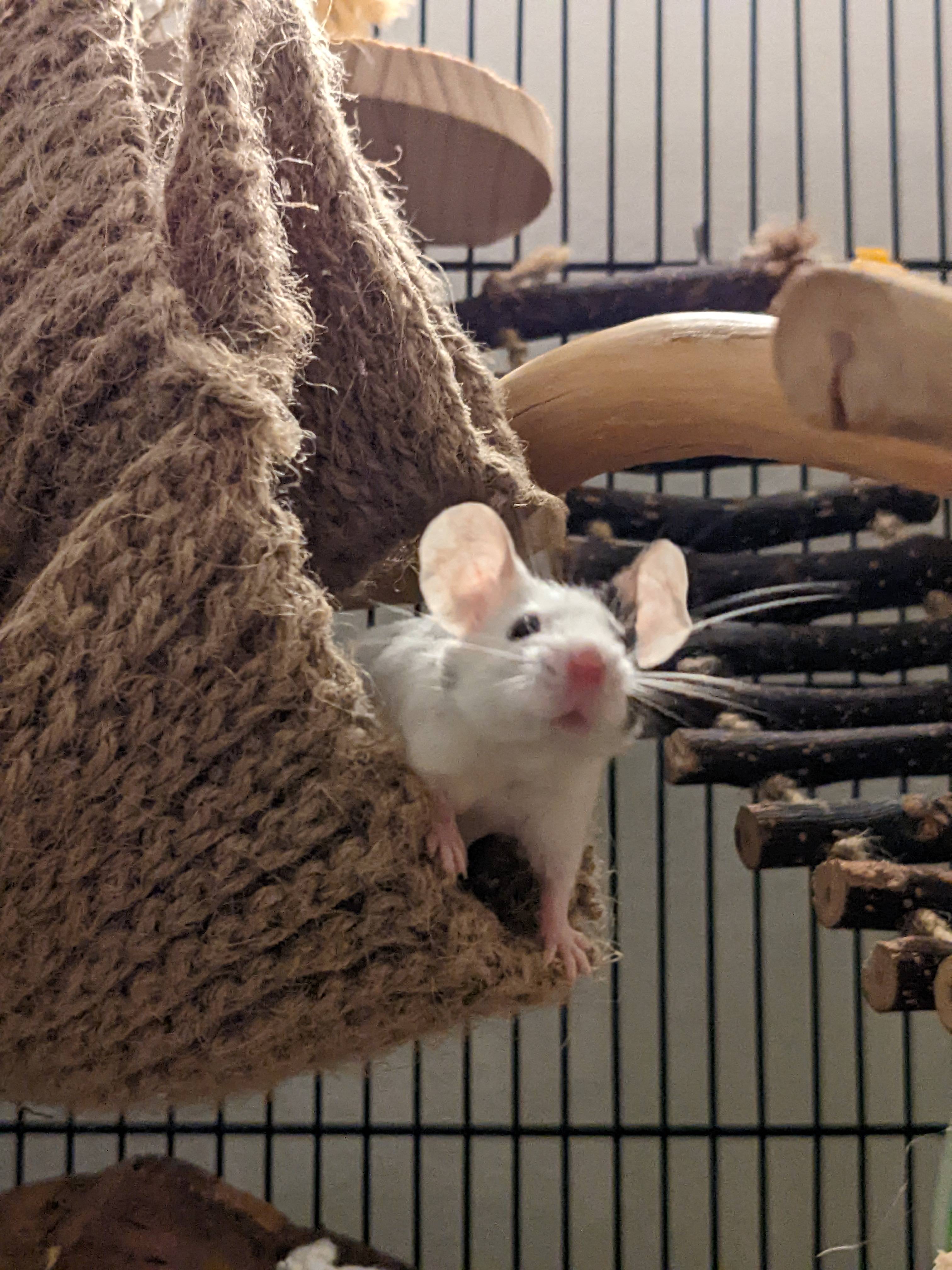 Seasonal enrichment idea with small pumpkins? | Scrolller