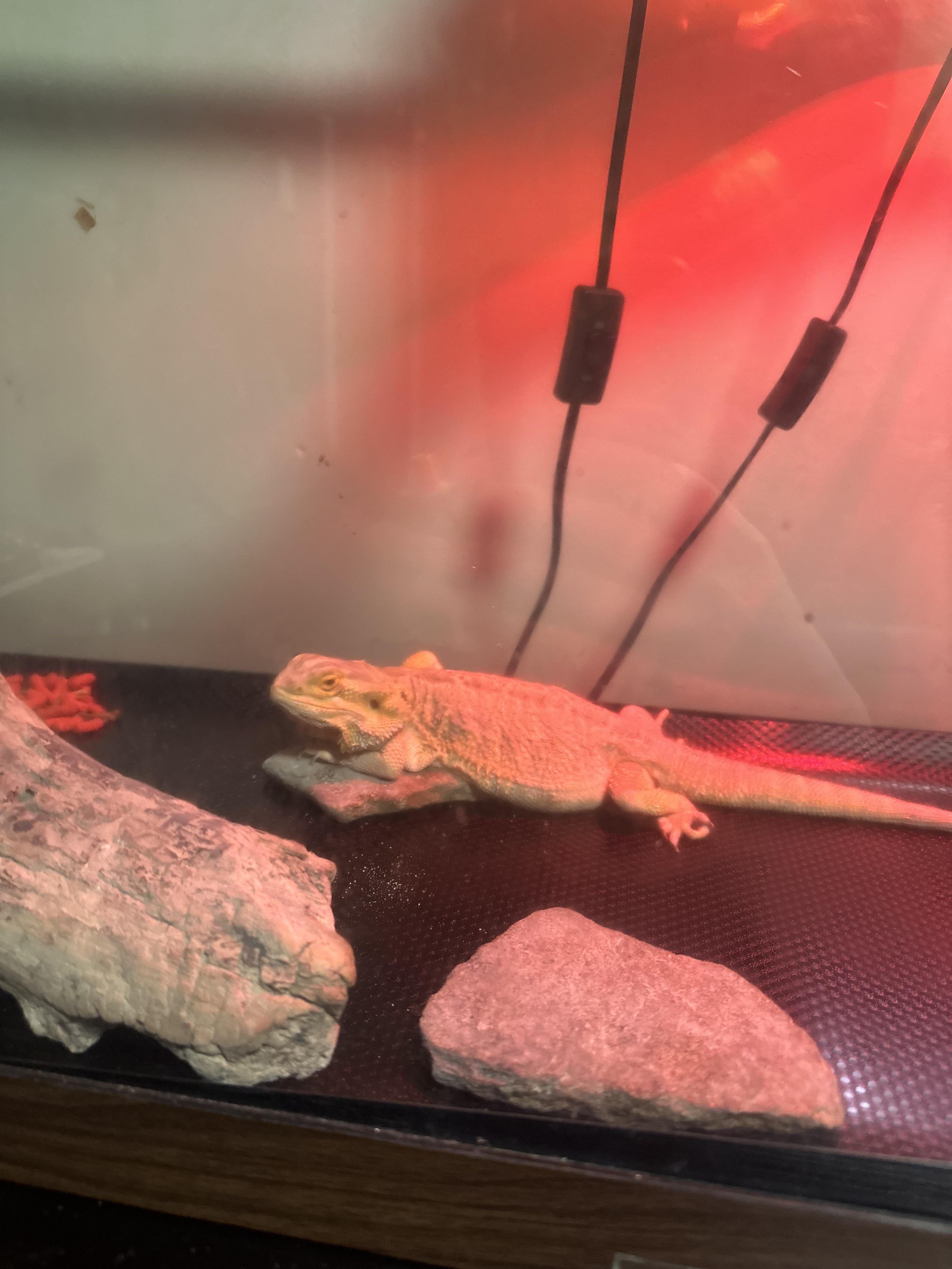 Welcome Mr Butters to his new home :) | Scrolller