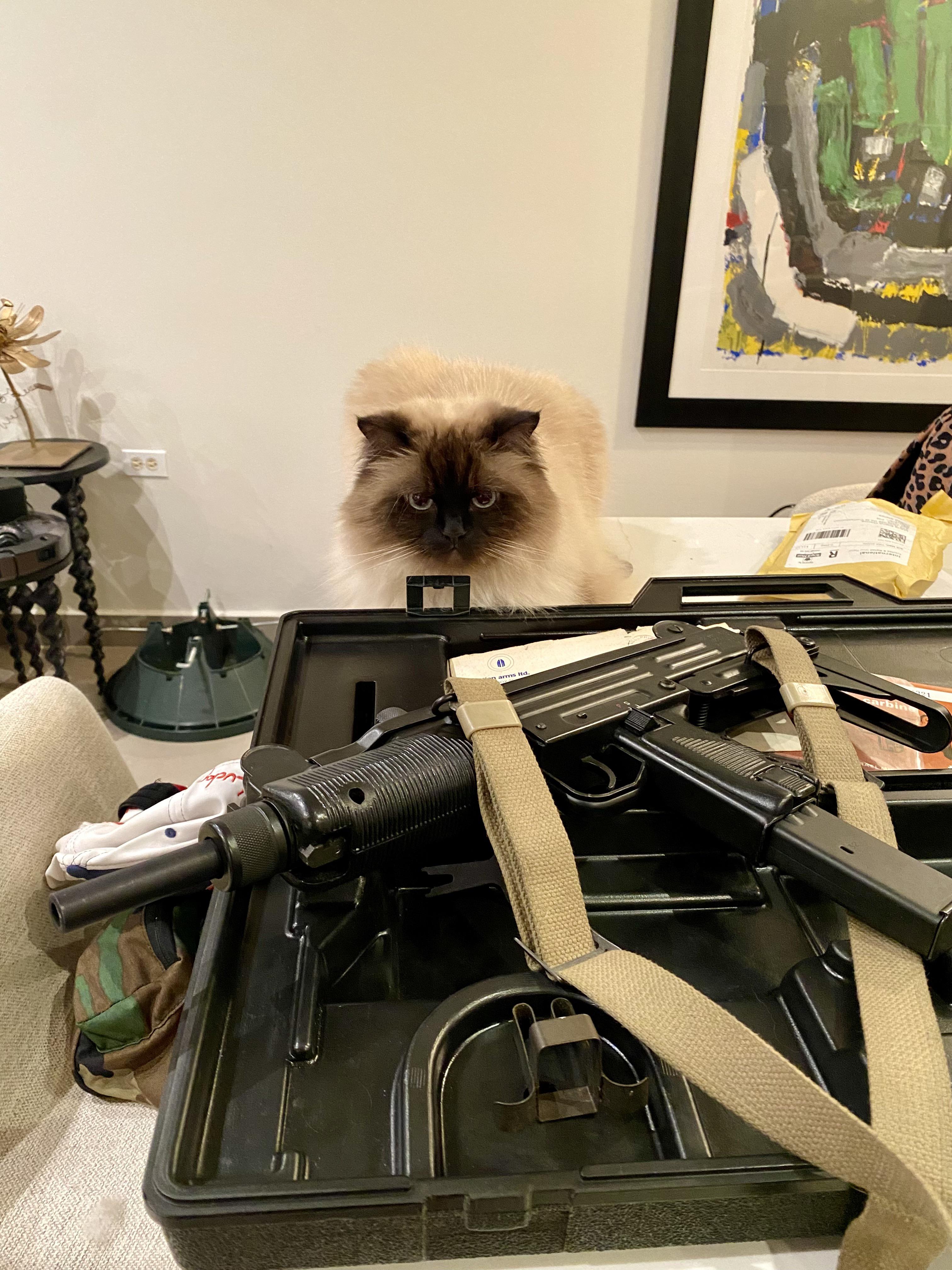 Uzi Model B and the sketchy cat I bought from. | Scrolller
