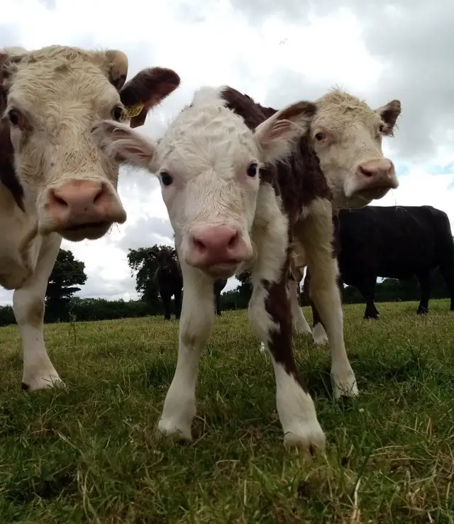 Photo of a calf I got today | Scrolller
