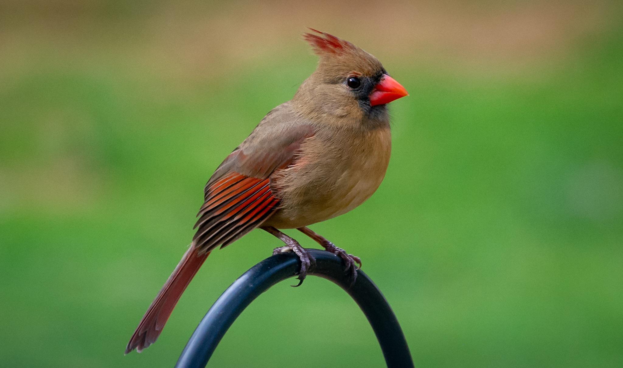 Pretty Female Cardinal | Scrolller