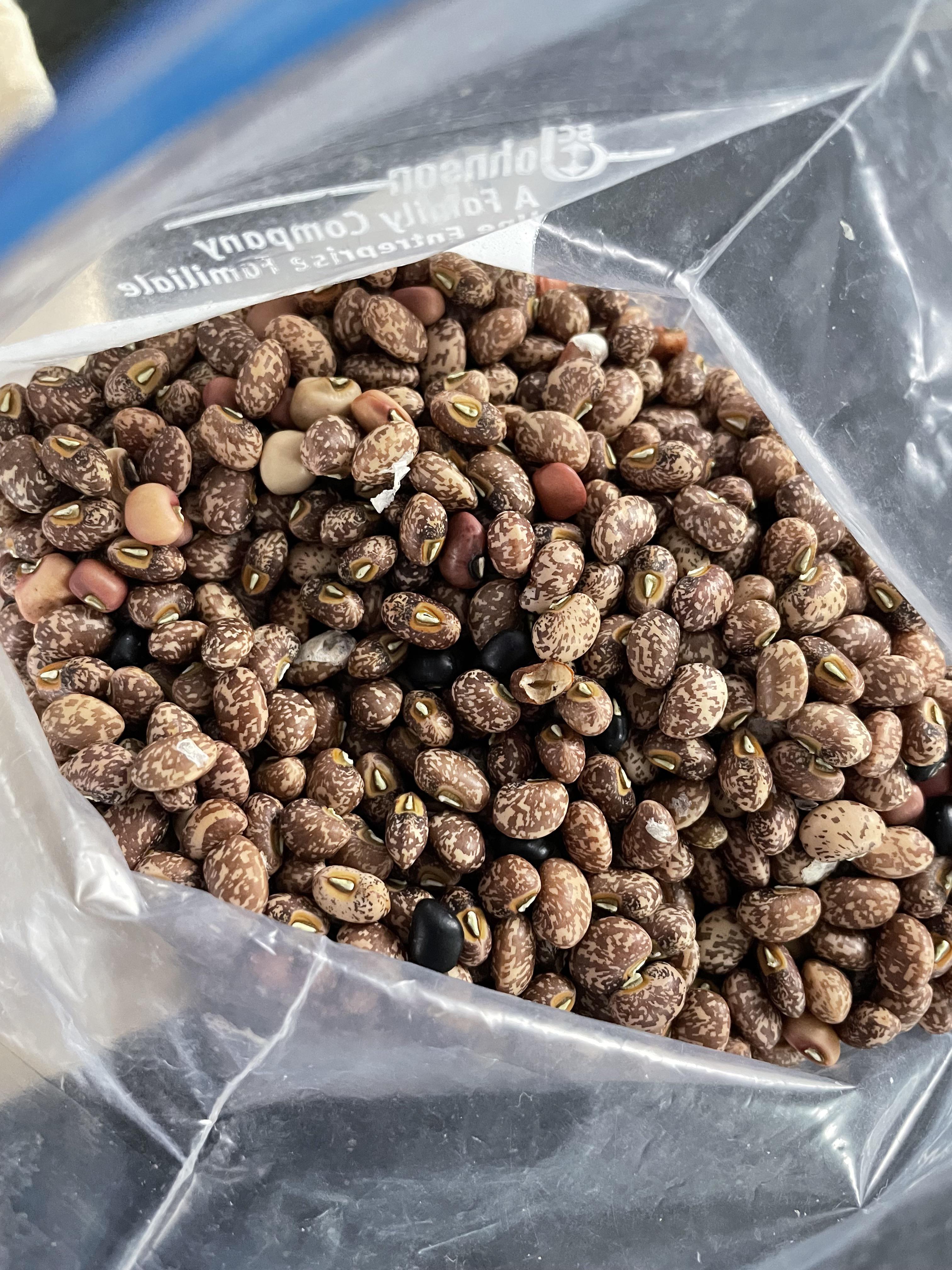 Bean Identification | Scrolller