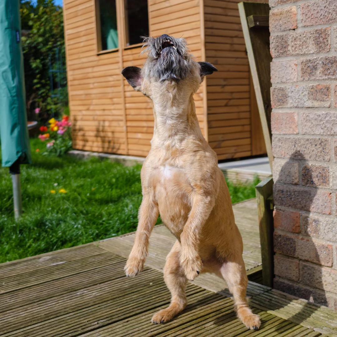 Giraffe wannabe. | Scrolller