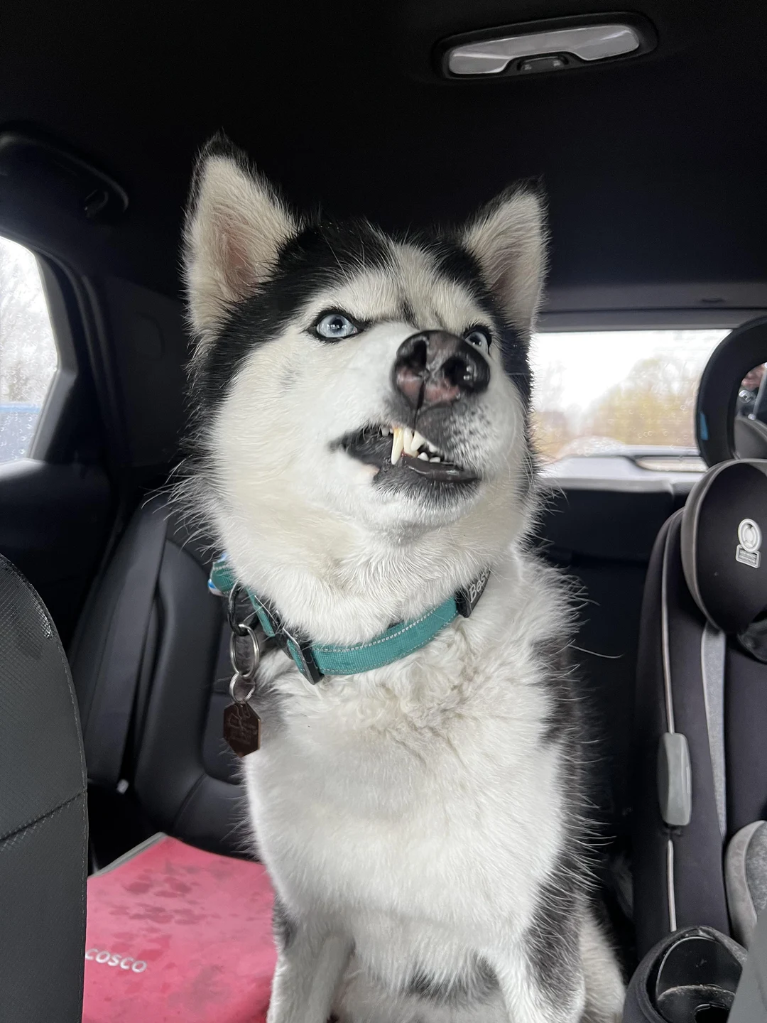 Lesson learned today with this one | Scrolller