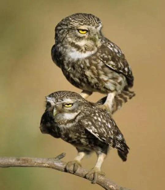 Double decker owl. | Scrolller