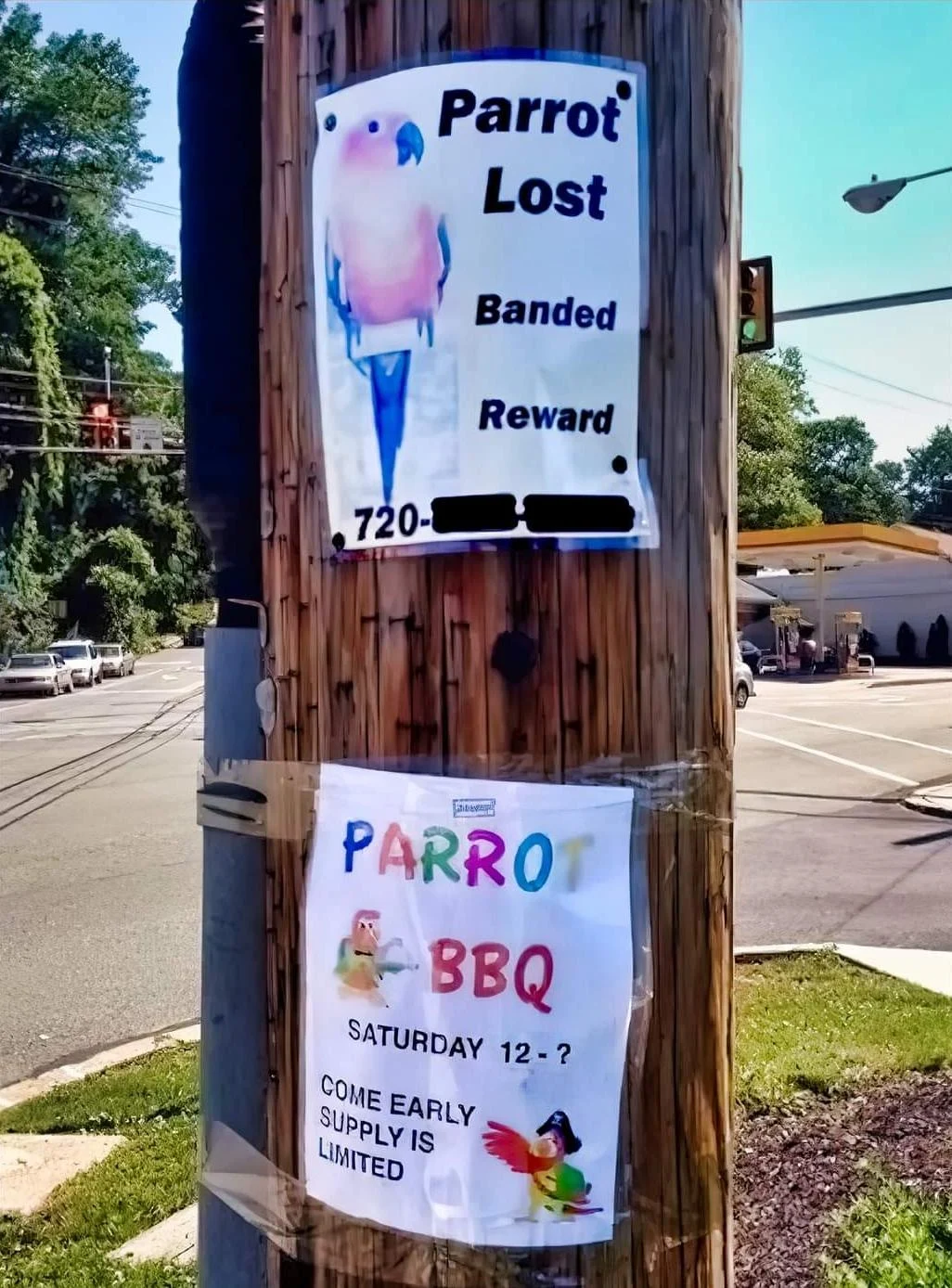 Parrot lost | Scrolller