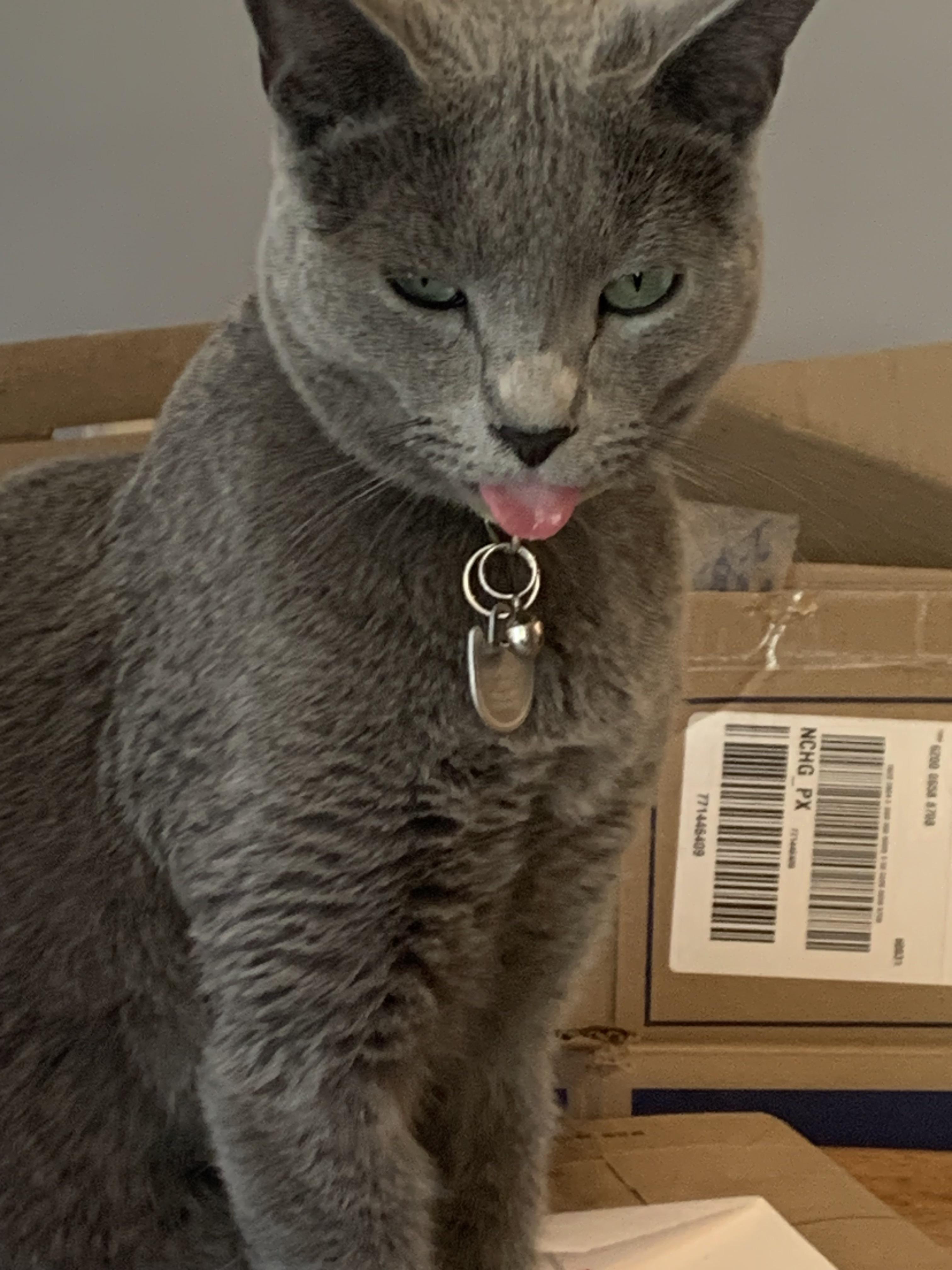Grompy blep from Ace! | Scrolller