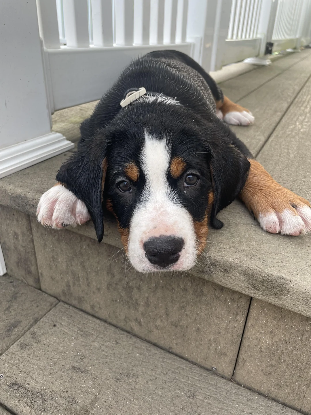 My dog a Bernese/Rottweiler/boxer mix | Scrolller