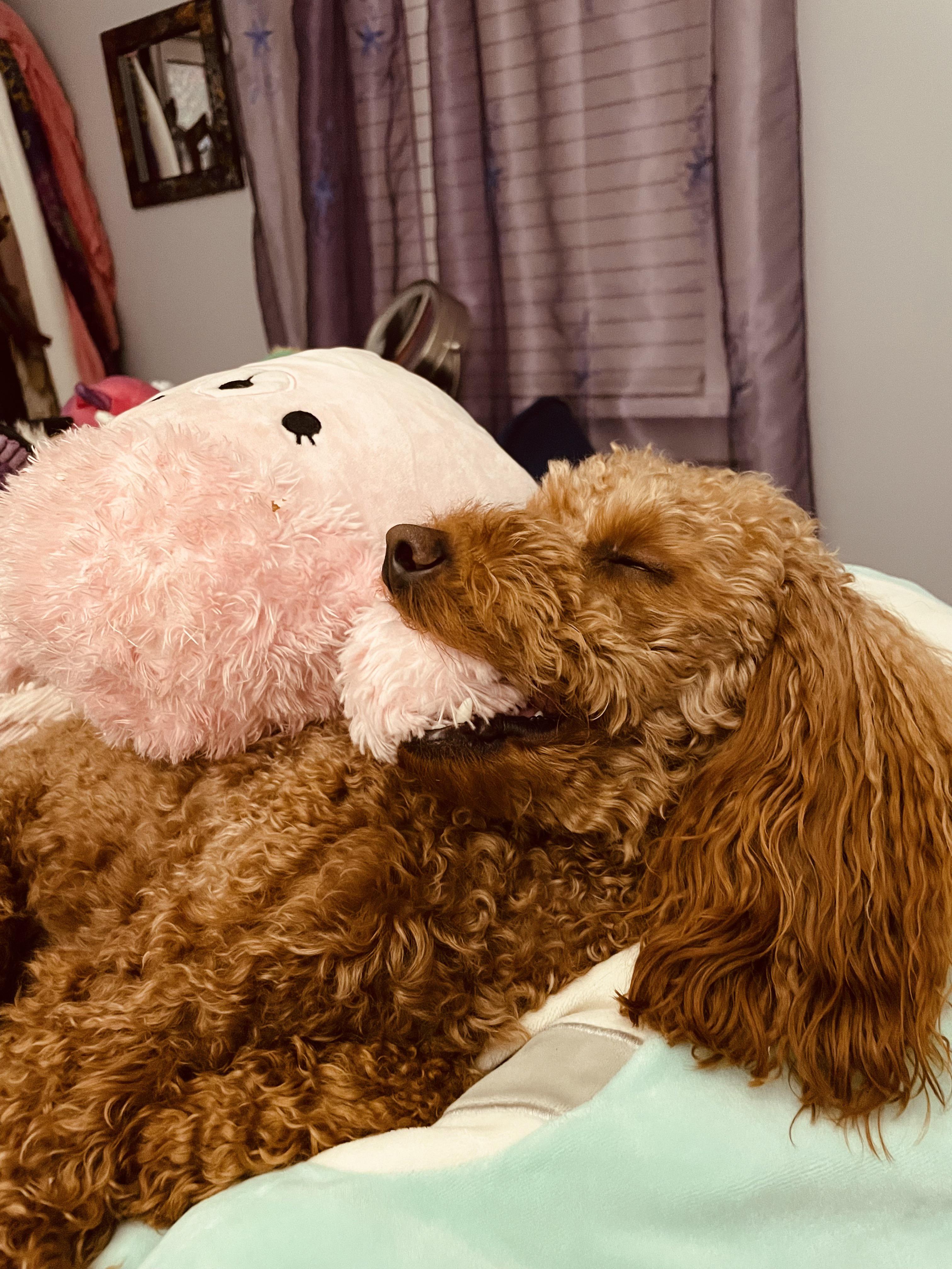 My dog and her thunder buddy | Scrolller