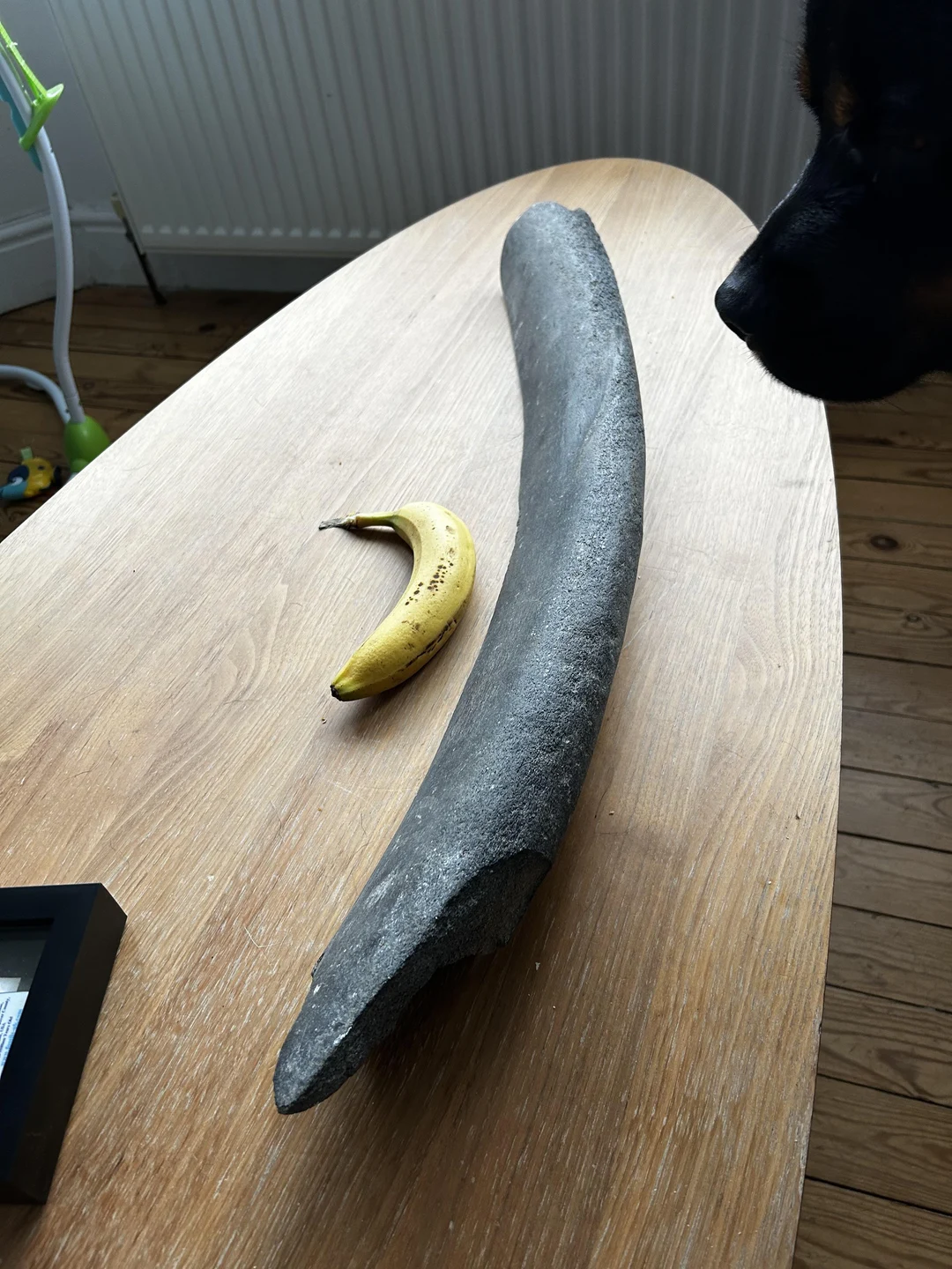 Prehistoric whale bone | Scrolller