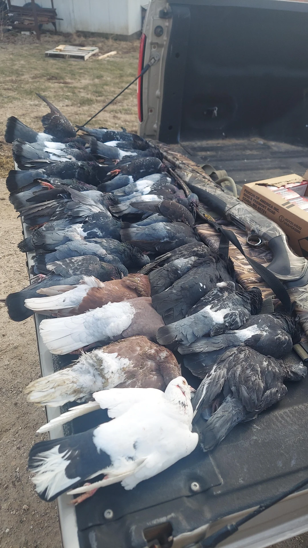 Pigeon shoot | Scrolller