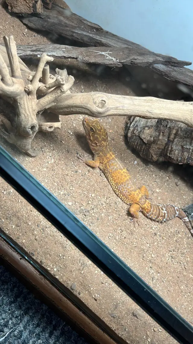 Anyone know what morph she is? | Scrolller