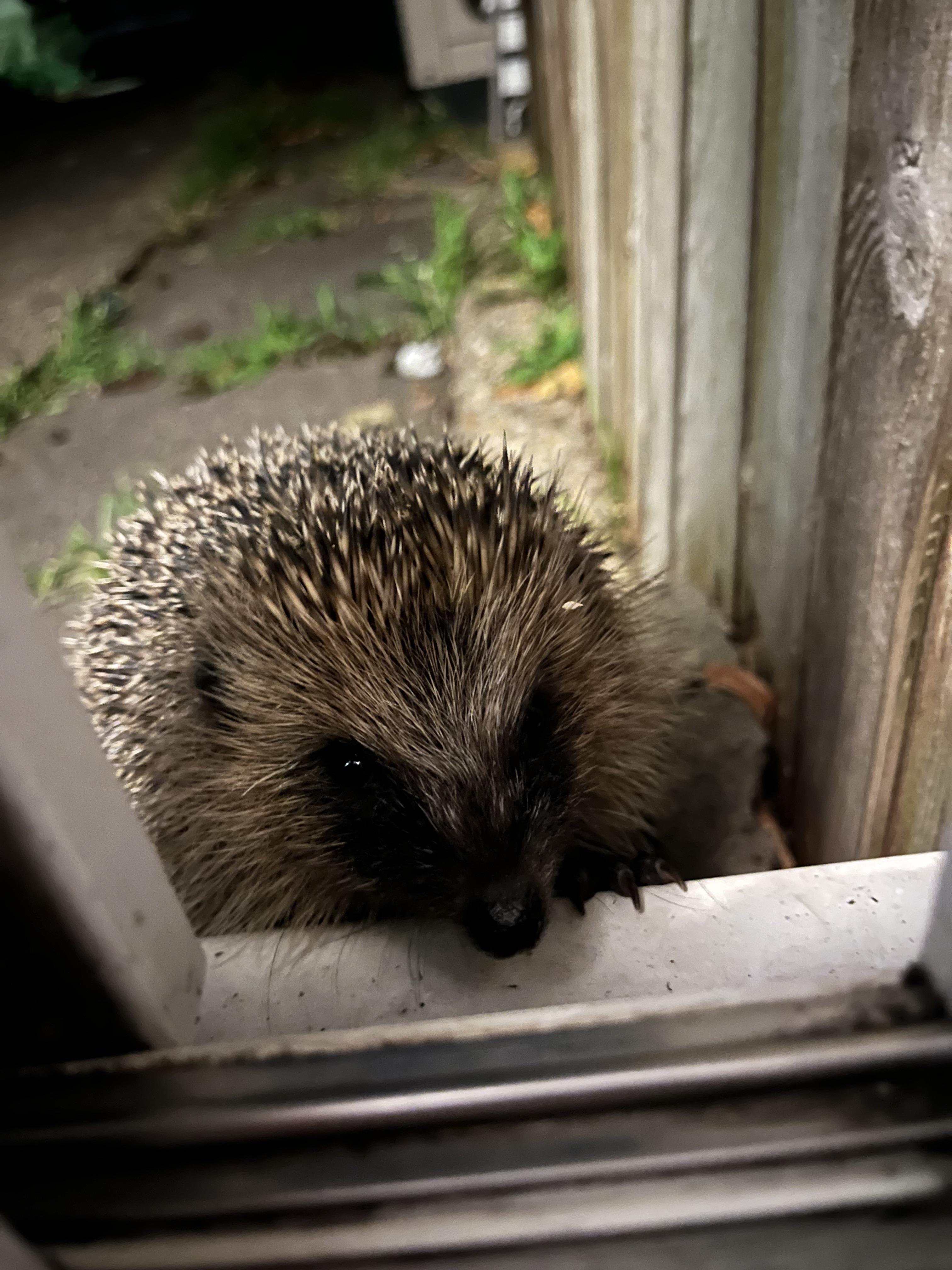 Little night time visitor | Scrolller