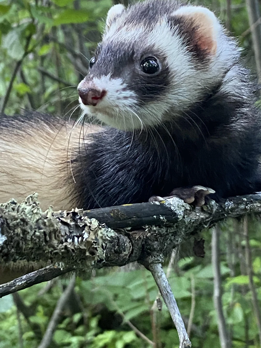 Kasumi looks so thoughtful here. Probably considering how to best attack my feet | Scrolller