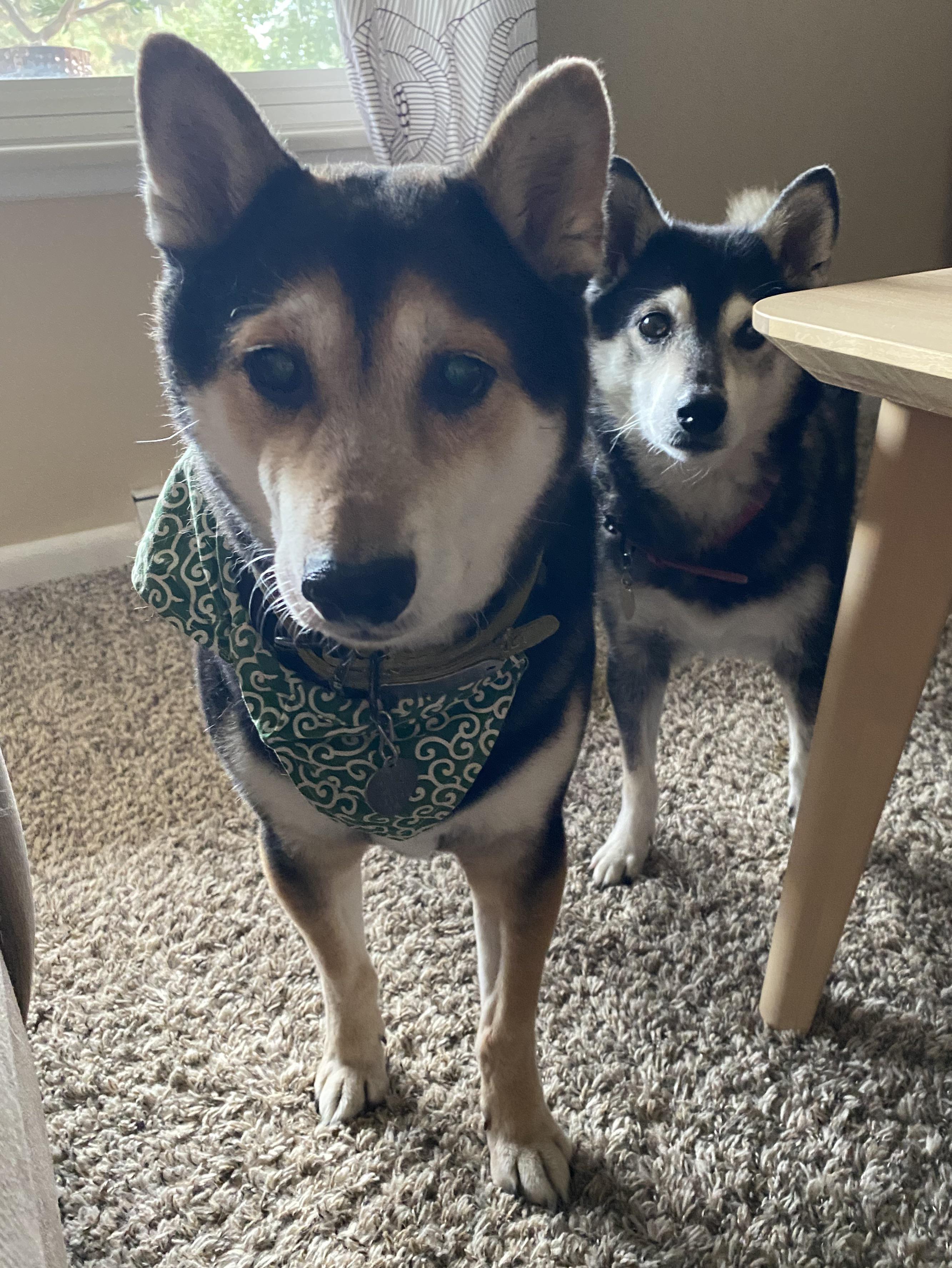 “Hey uhh, we heard you might have some cereal over here.” | Scrolller