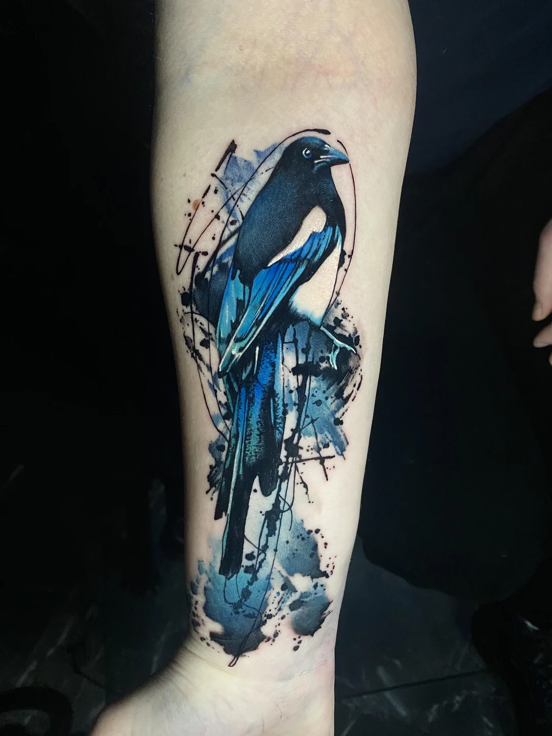 Inky Blue Magpie by Lauren Roberts at Adara, York, UK. | Scrolller