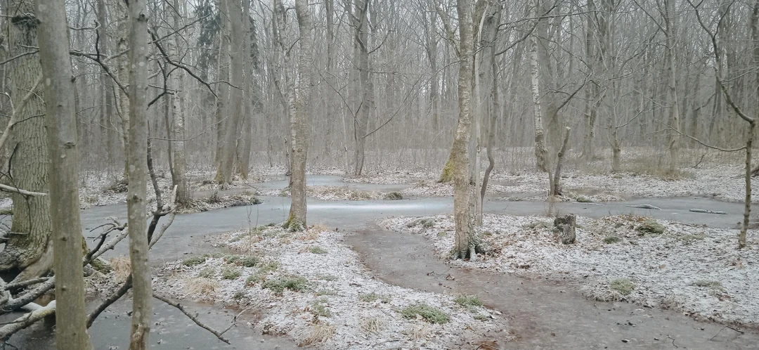 Foggy winter forest. Kaliningrad, Russia | Scrolller
