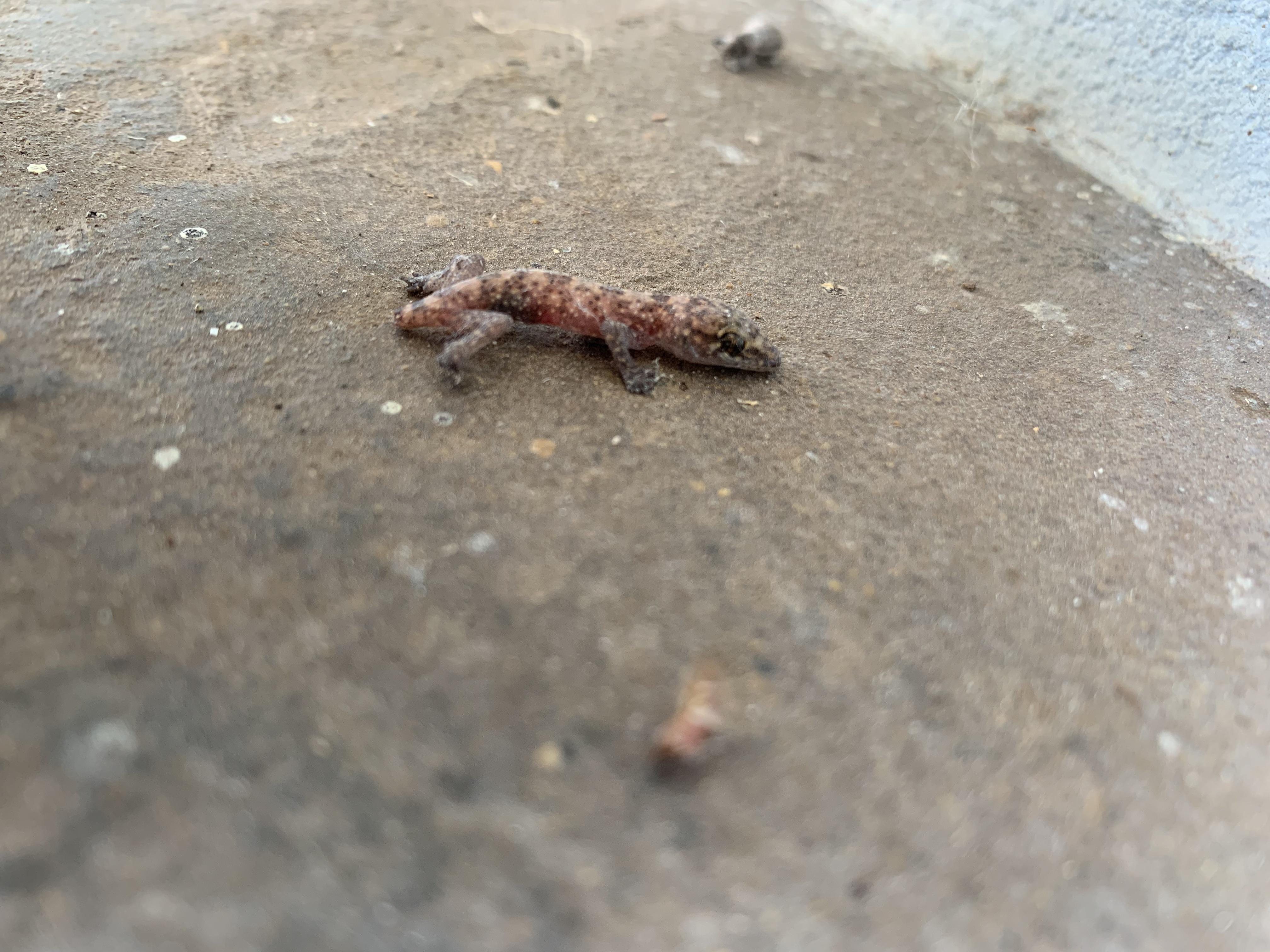 Gecko trapped in web | Scrolller