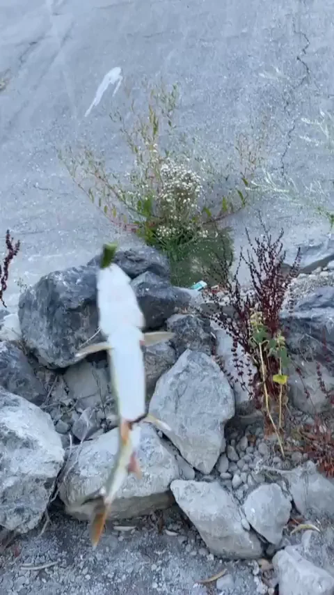 What fish is this? (Srry for bad vid) | Scrolller