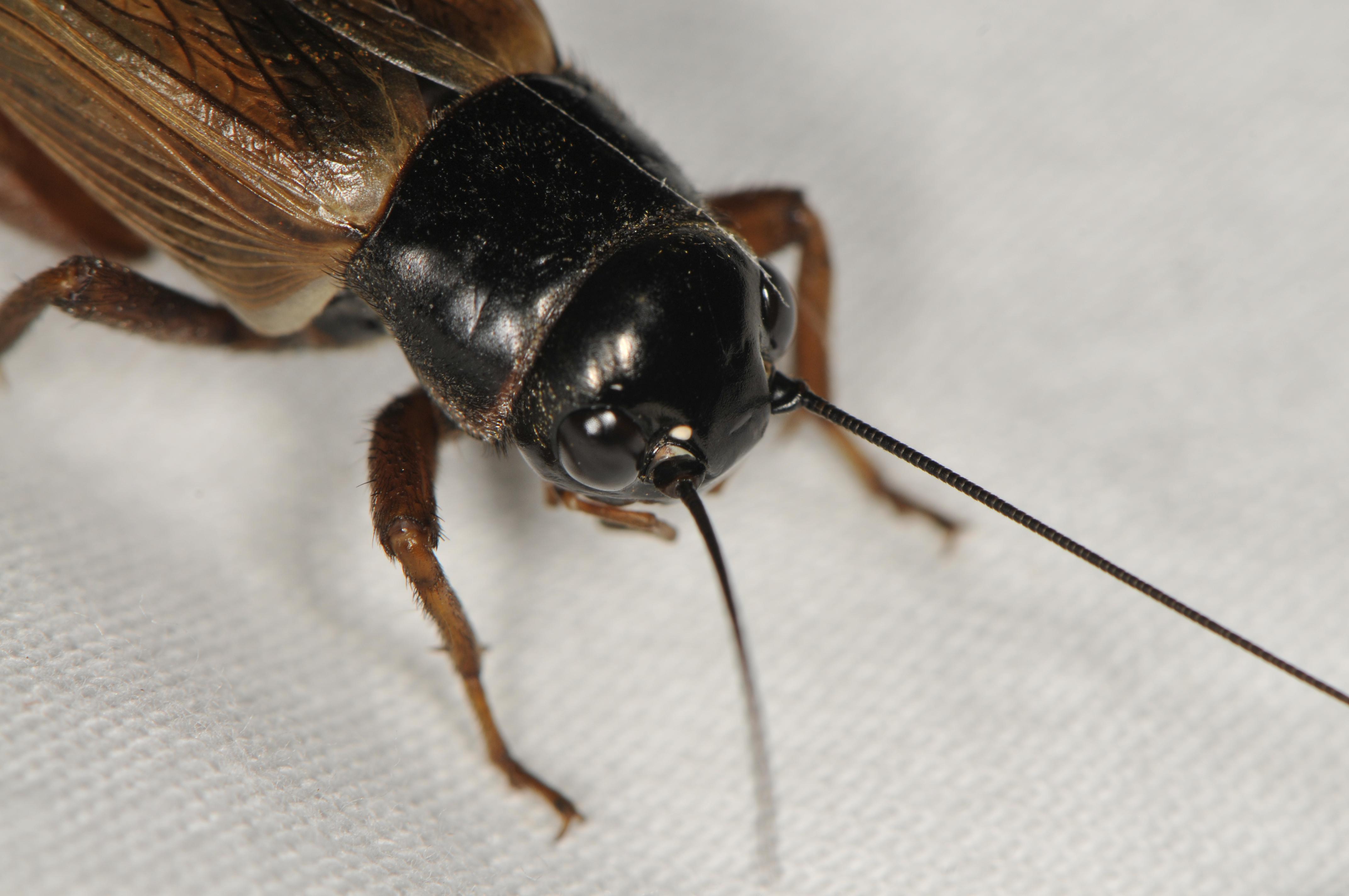 Cricket head | Scrolller